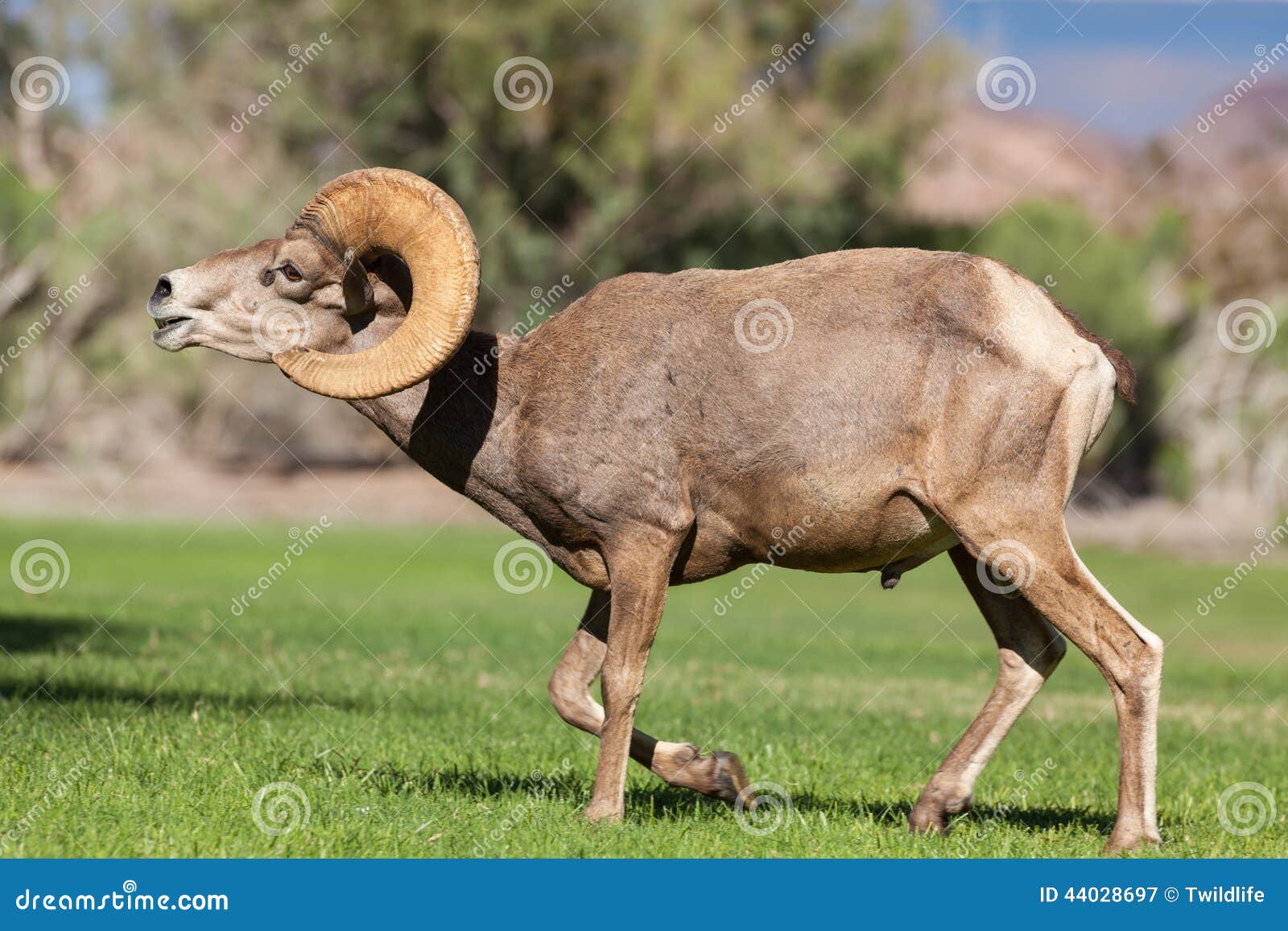 Desert Bighorn Sheep Ram Flehming Stock Image - Image of outdoors ...