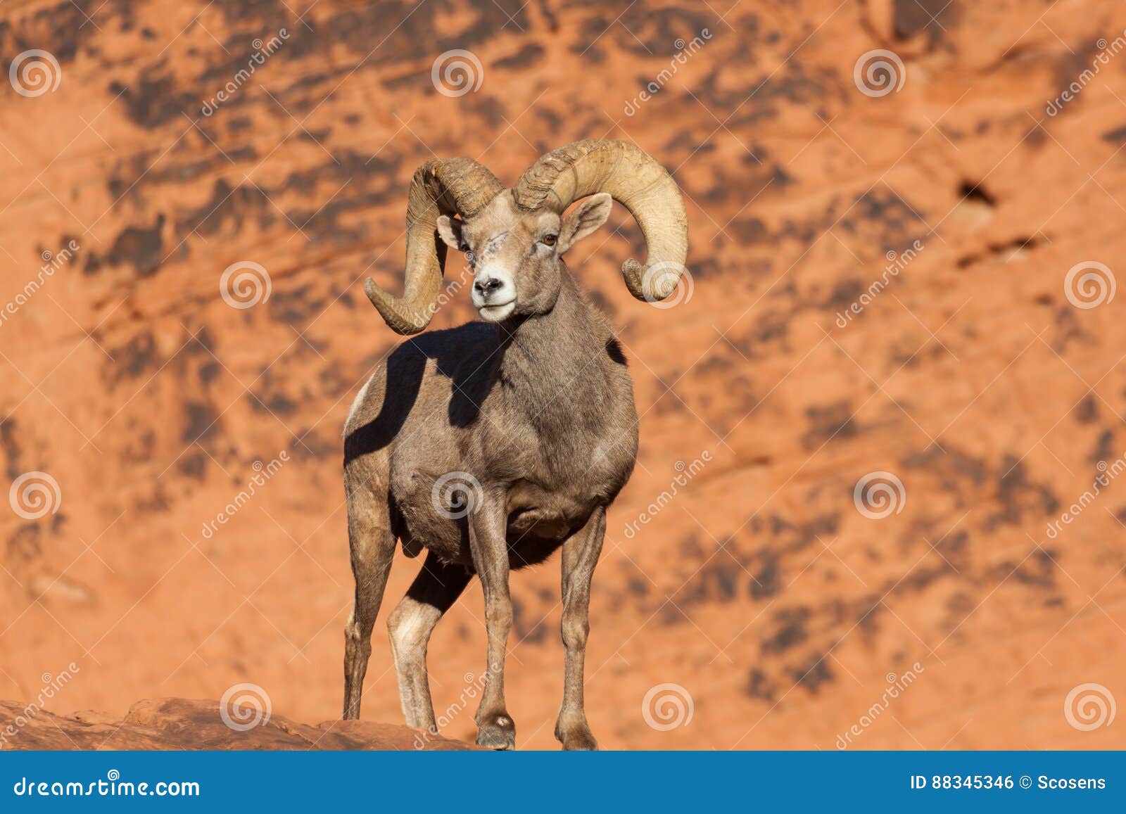 Desert Bighorn Sheep Ram in Rocks Stock Photo - Image of wildlife ...