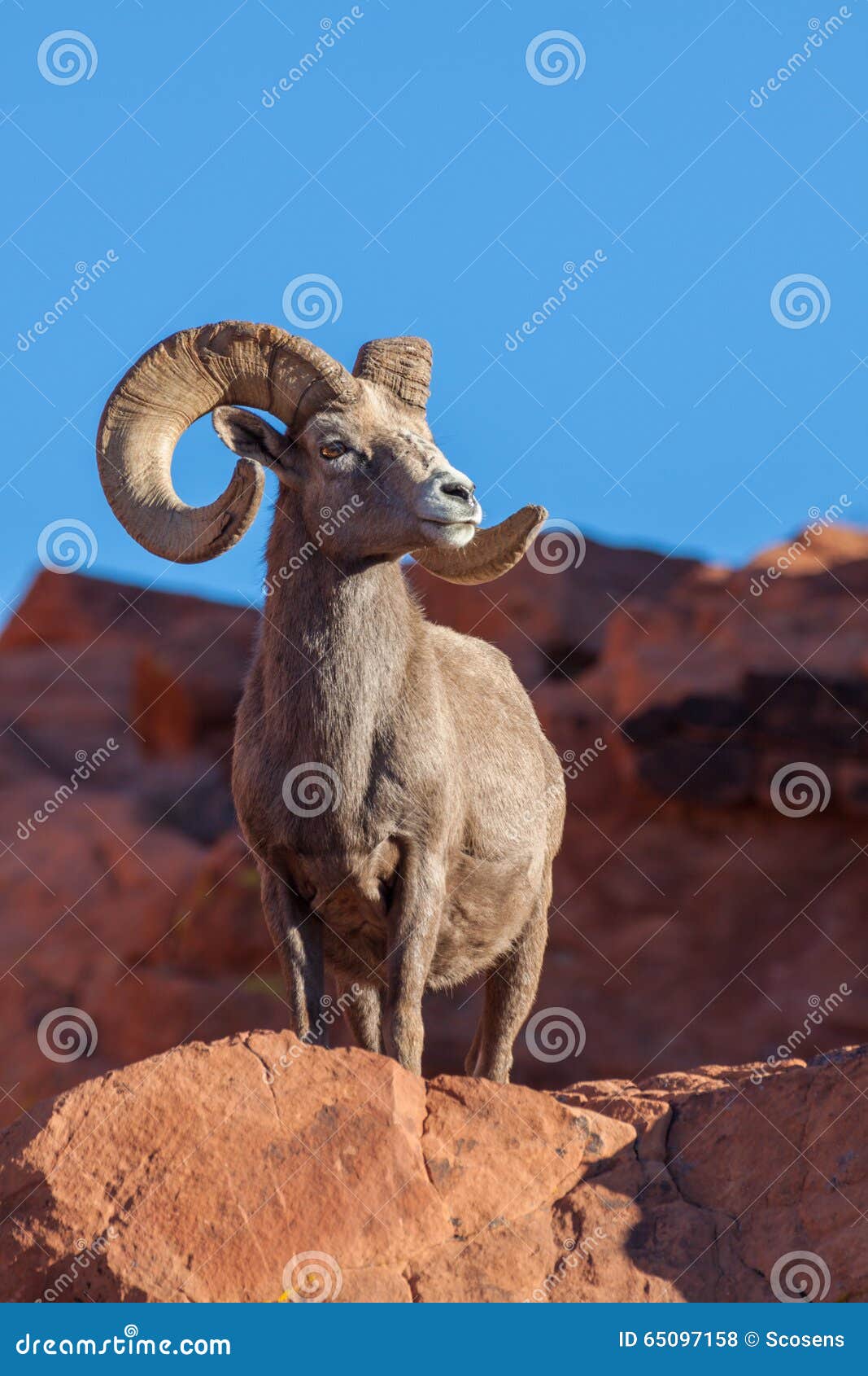 Desert Bighorn Sheep Ram stock photo. Image of nevada - 65097158