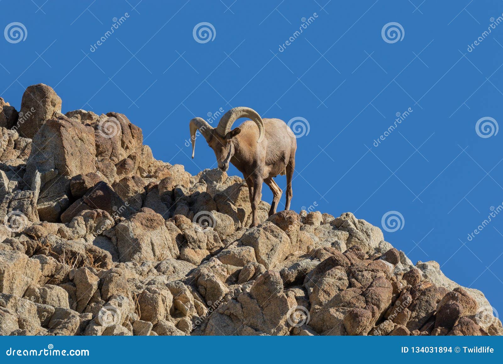 Desert Bighorn Sheep Ram Walking in Rocks Stock Photo - Image of wild ...