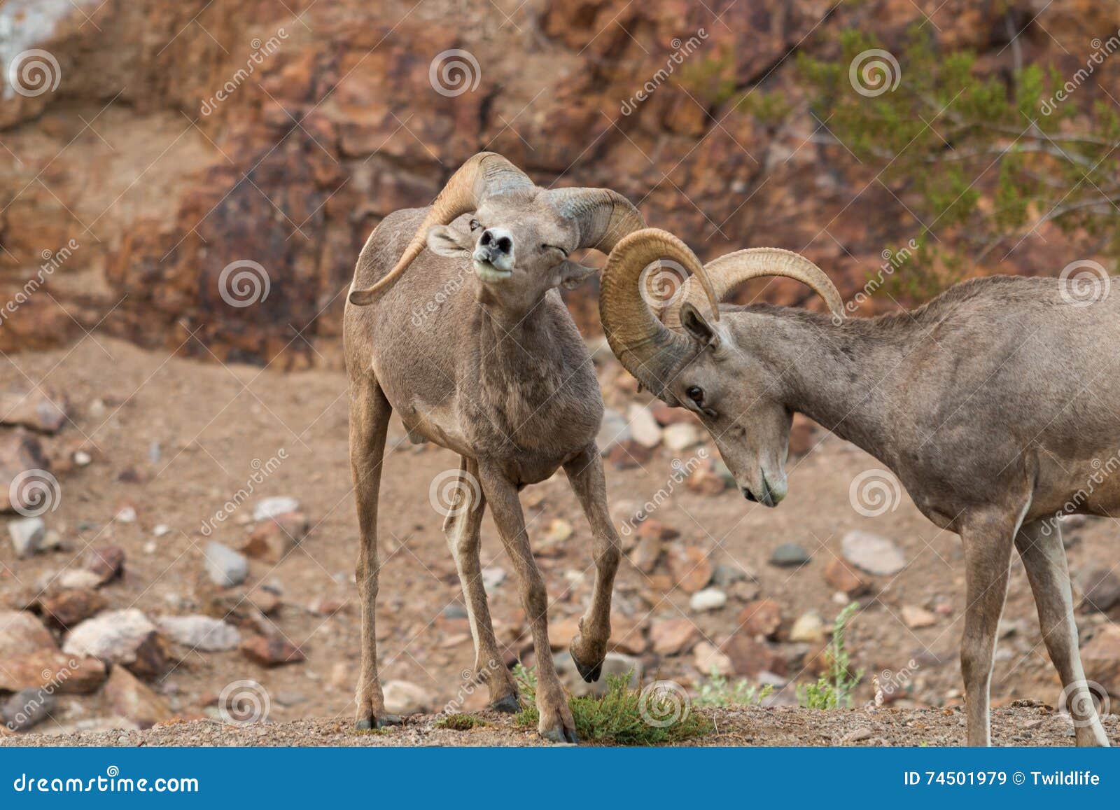 Desert Bighorn Sheep Rams in Rut Stock Image - Image of outdoors ...