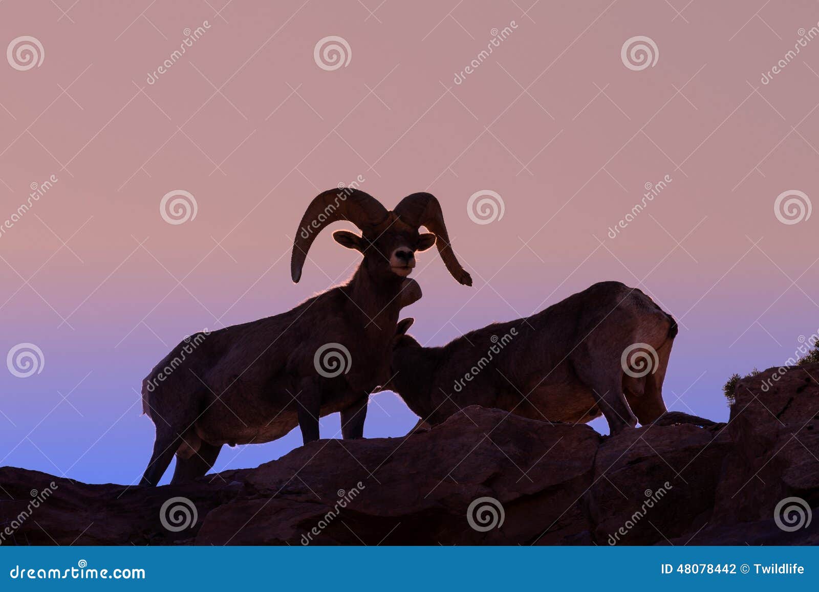 Desert Bighorn Sheep Rams at Sunset Stock Photo - Image of sheep ...