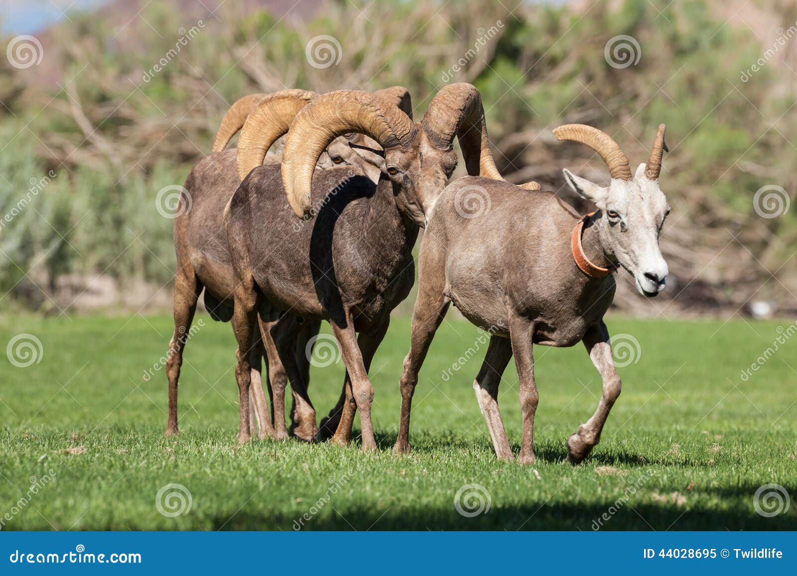 Desert Bighorn Sheep Rutting Stock Image - Image of wild, wildlife ...