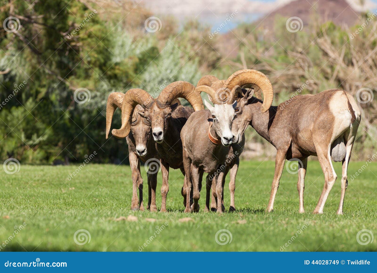 Desert Bighorn Sheep Rutting Stock Image - Image of nature, horned ...