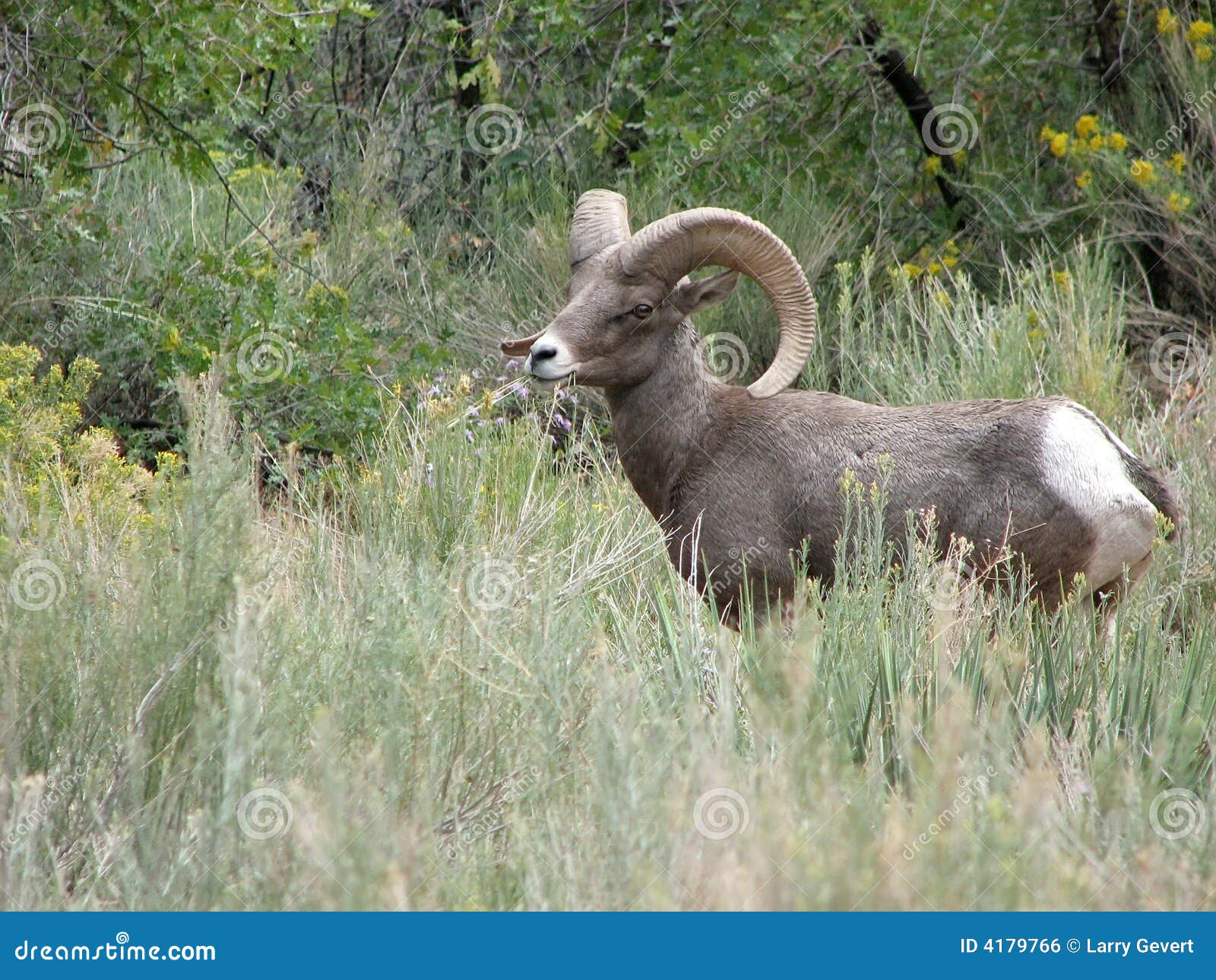 Desert Bighorn Sheep in Southwest Utah Stock Photo - Image of animals ...