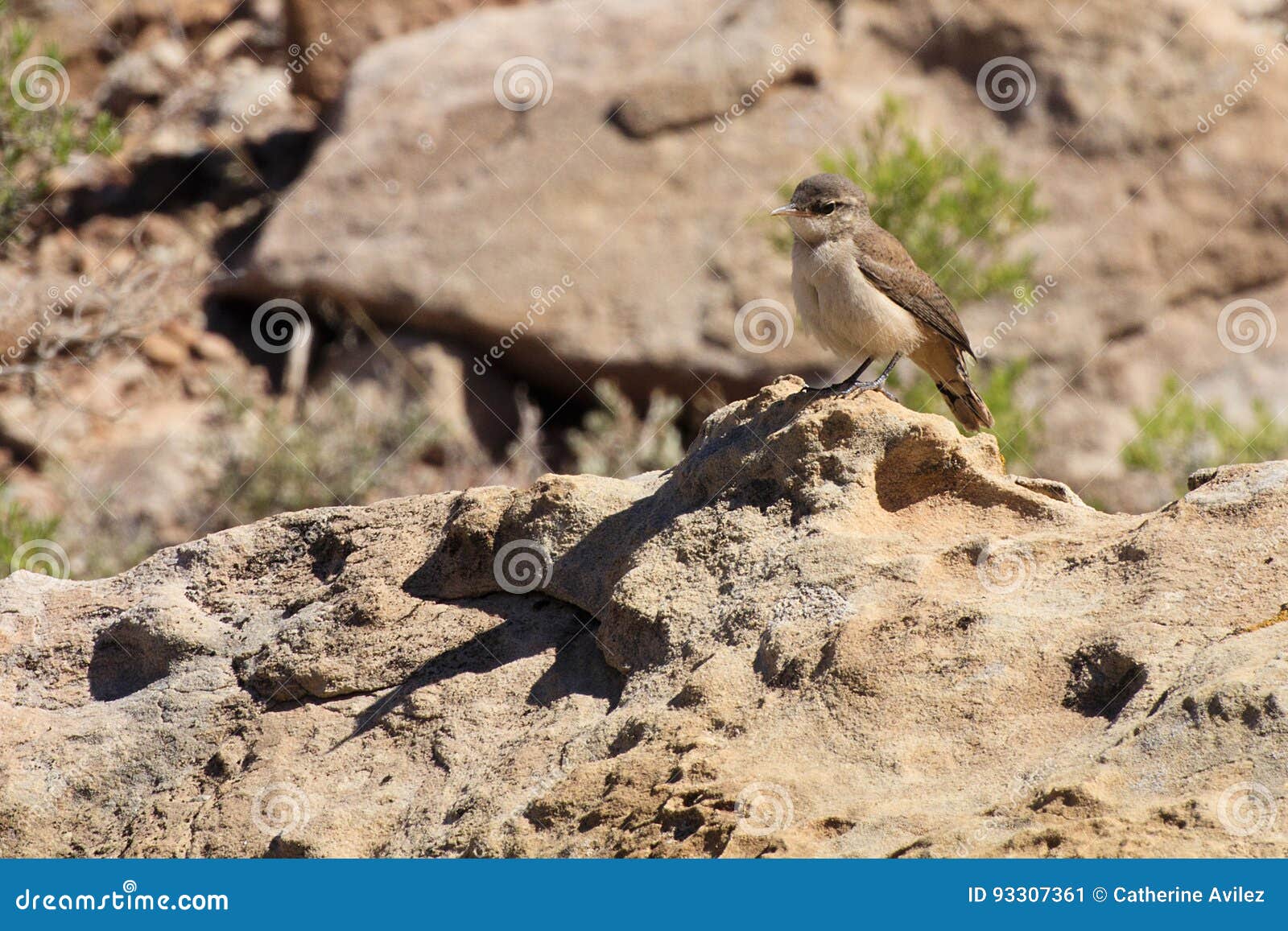 Desert Bird with Thunderbird Dreams Stock Image - Image of public, bird ...