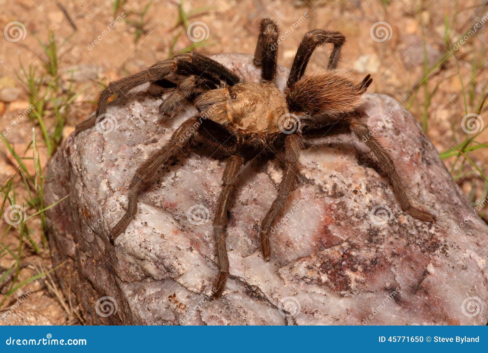 Desert Blonde Tarantula (Aphonopelma Chalcodes) Stock Photo - Image of ...