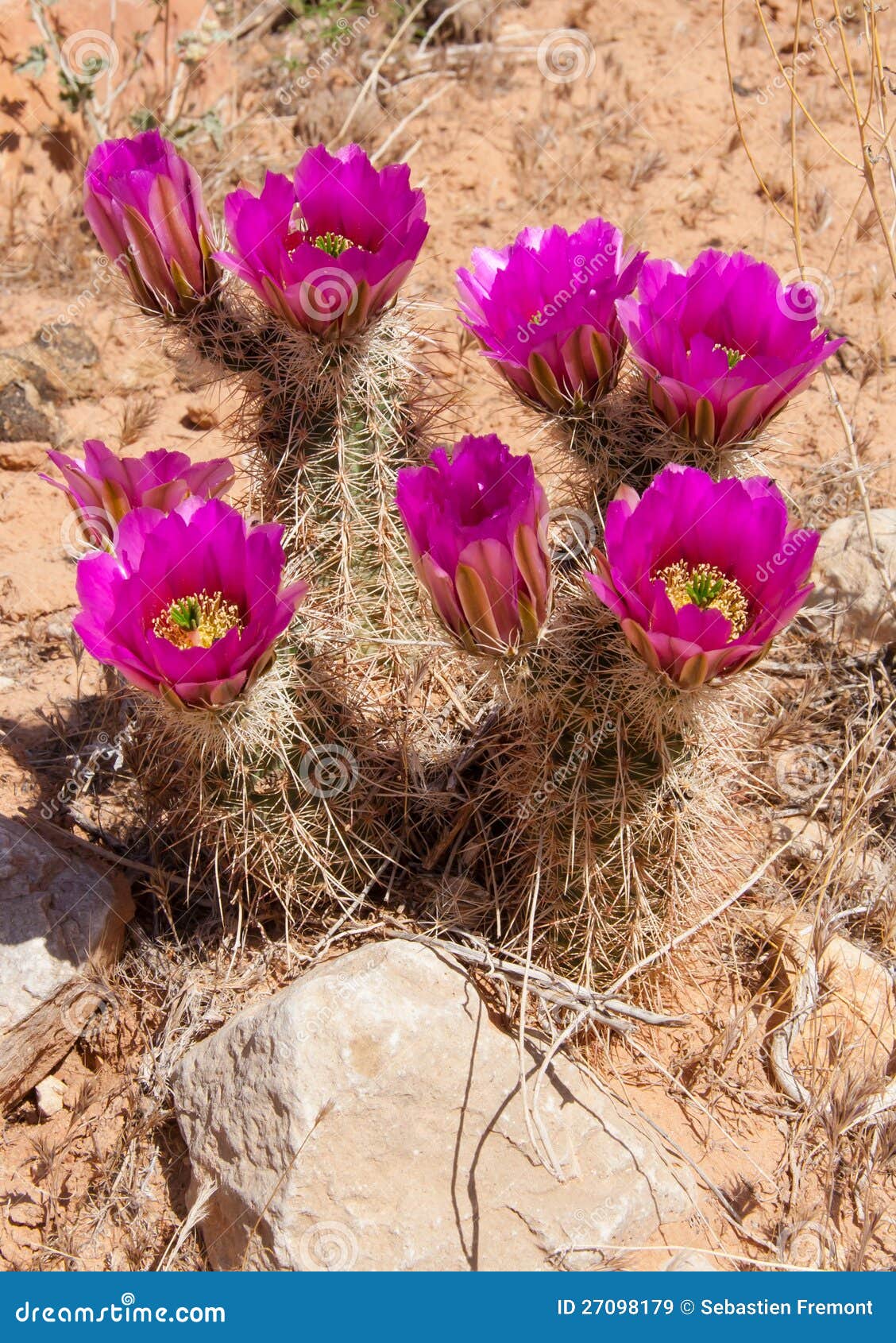 Desert Bloom stock image. Image of spikes, purple, arizona - 27098179