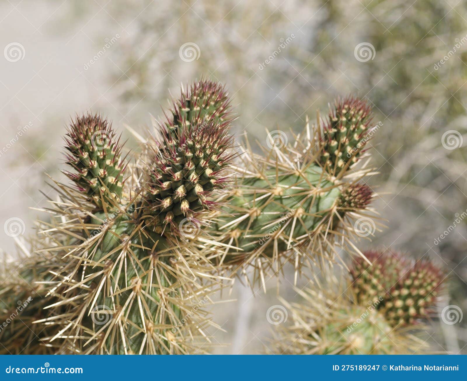 Desert Bloom Series - Jumping Cholla - Cylindropuntia Fulgida Stock ...
