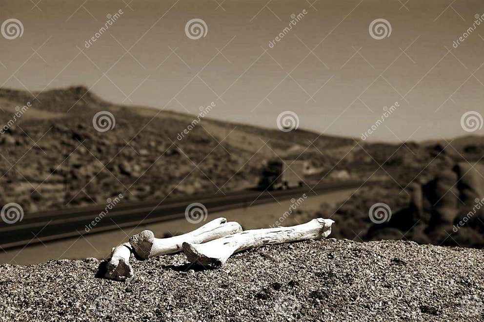Desert bones stock image. Image of abstract, bones, death - 6149345