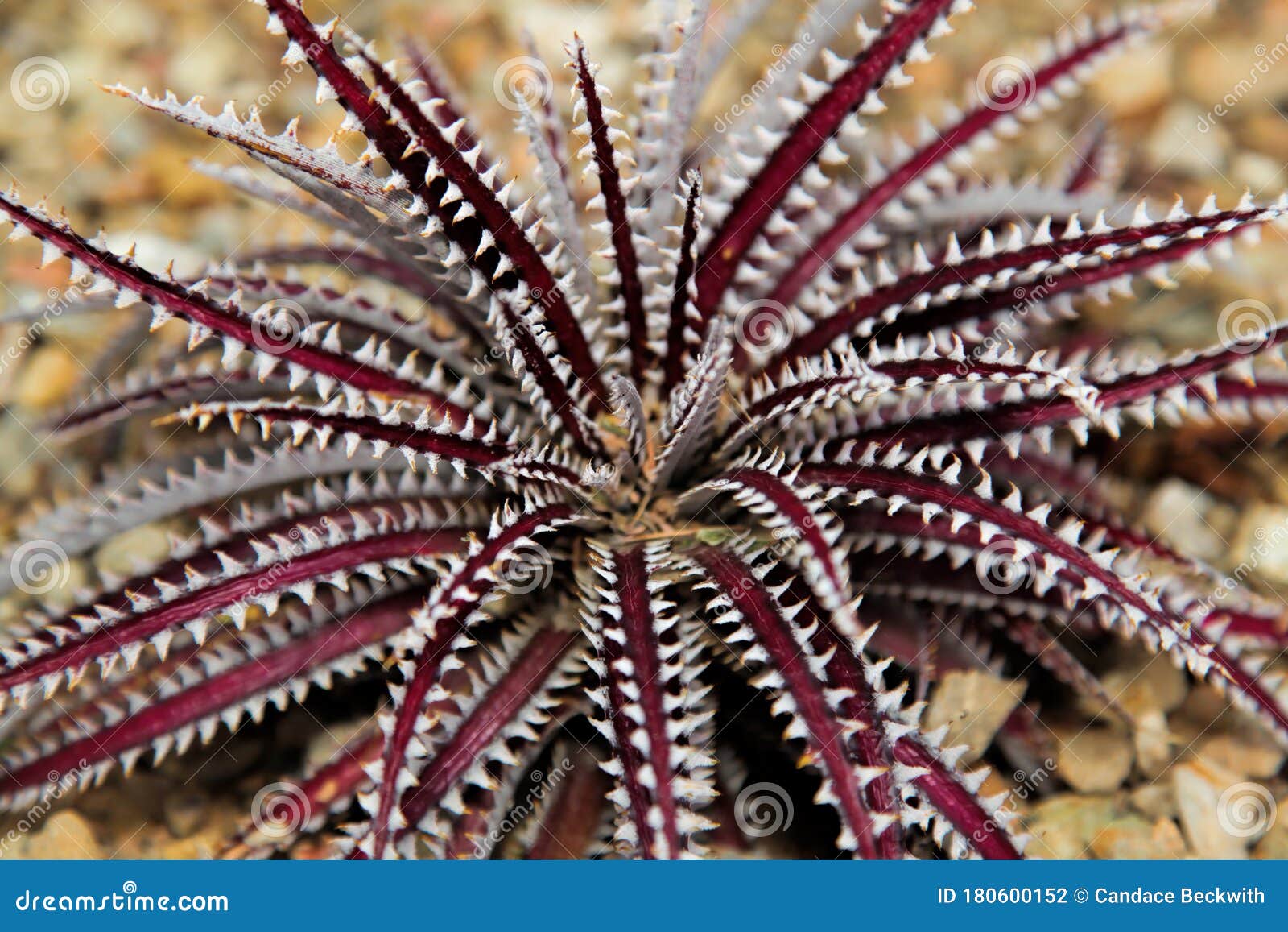 Red Spike Agave Aloe stock photo. Image of ground, cacti - 180600152