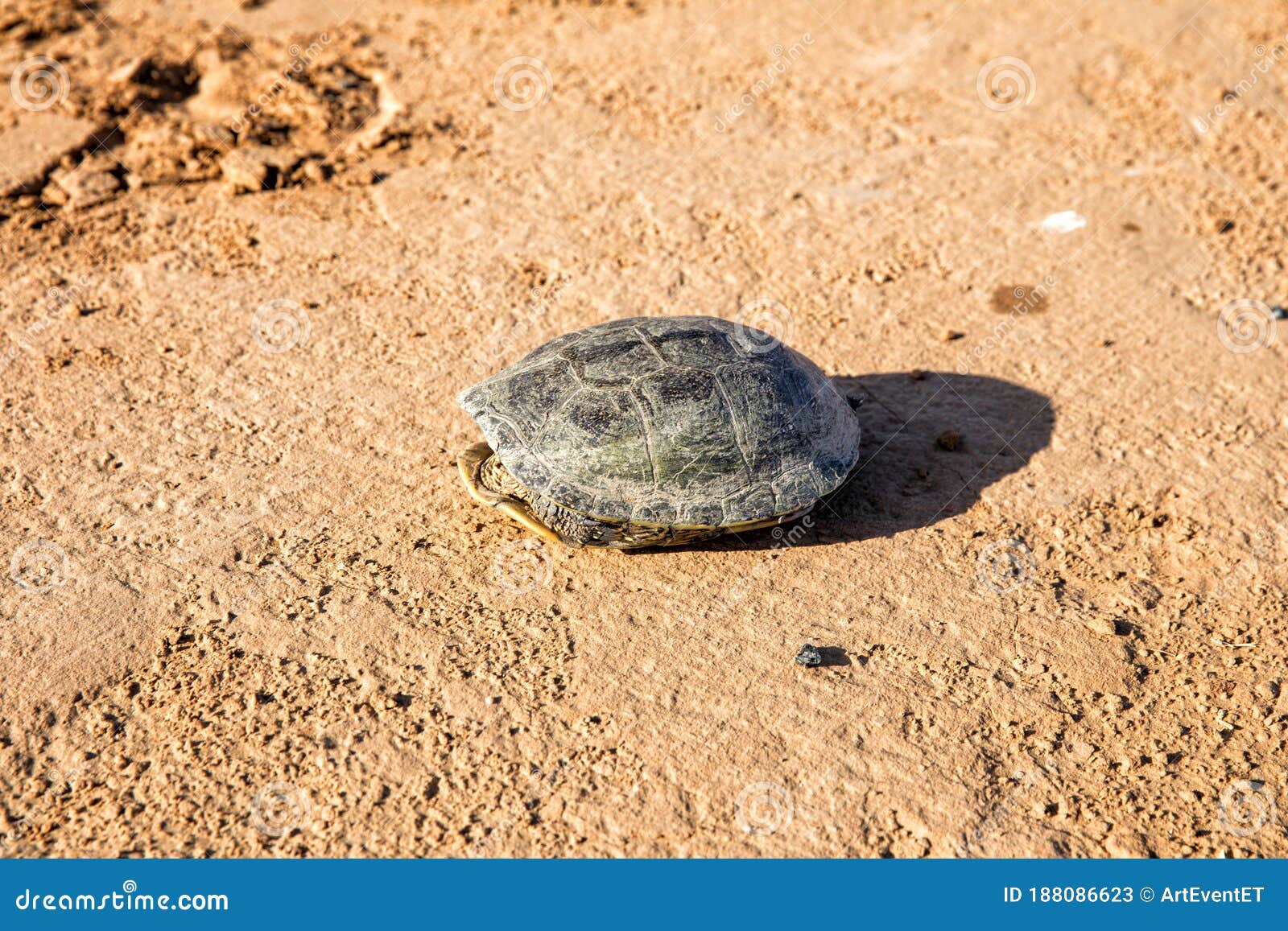 Desert box turtle stock image. Image of vertebrate, reptiles - 188086623