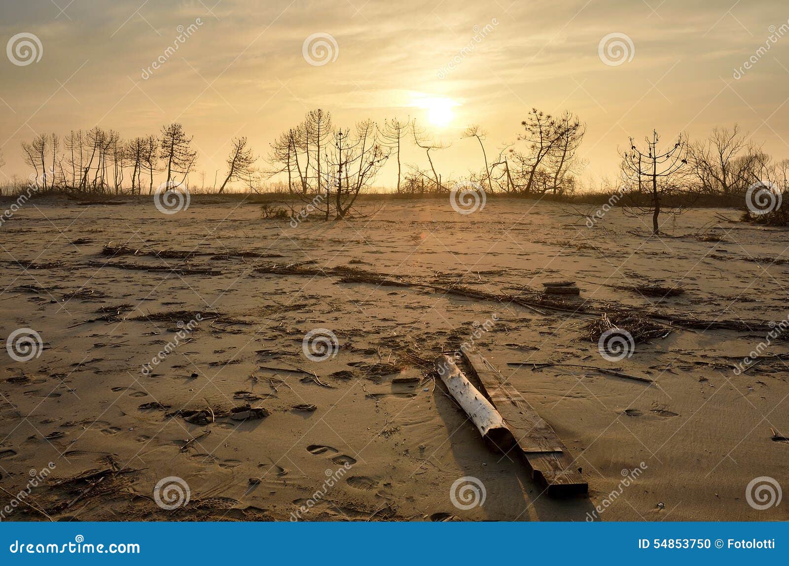 Desert with burned tree stock photo. Image of landscape - 54853750