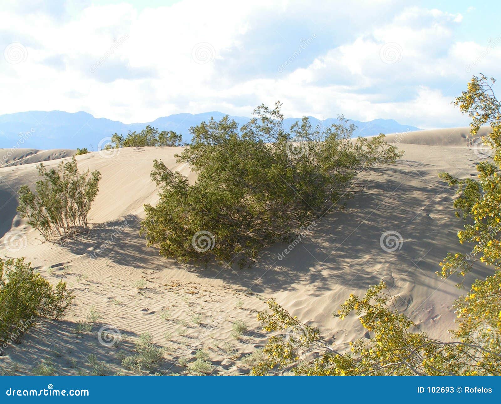 Desert Bush stock image. Image of dune, bushes, bush, california - 102693