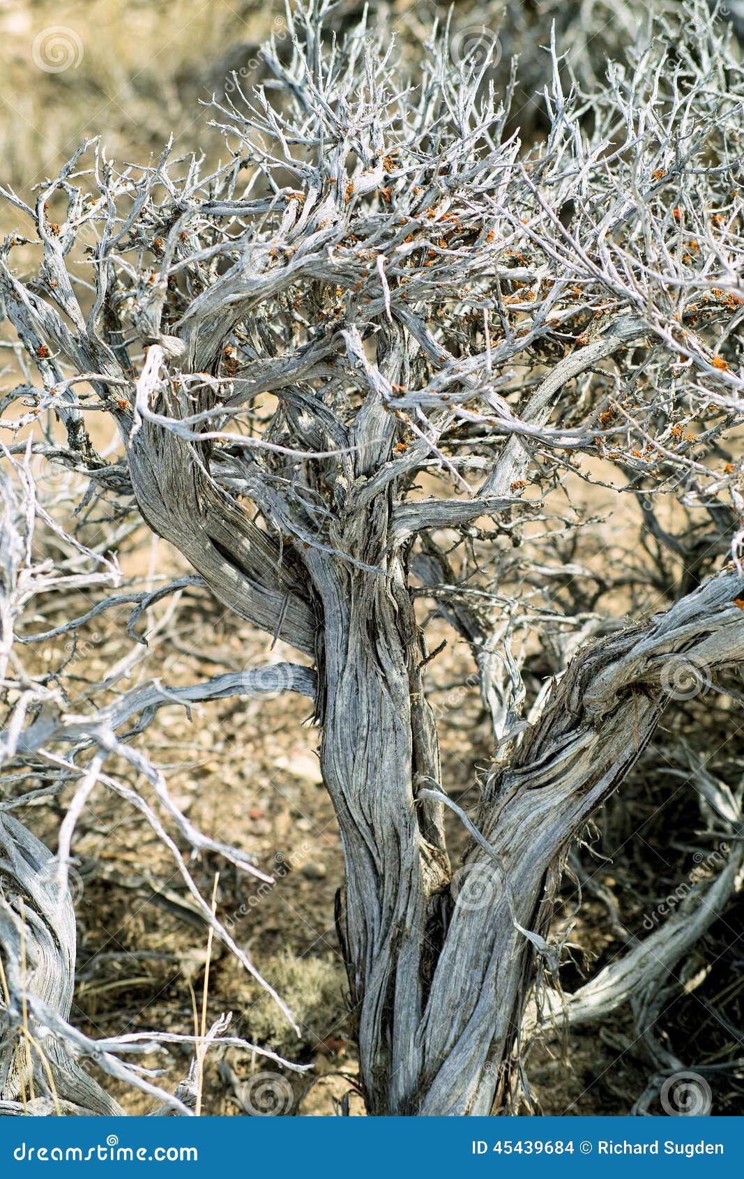 Desert Bush stock photo. Image of still, branches, plants - 45439684