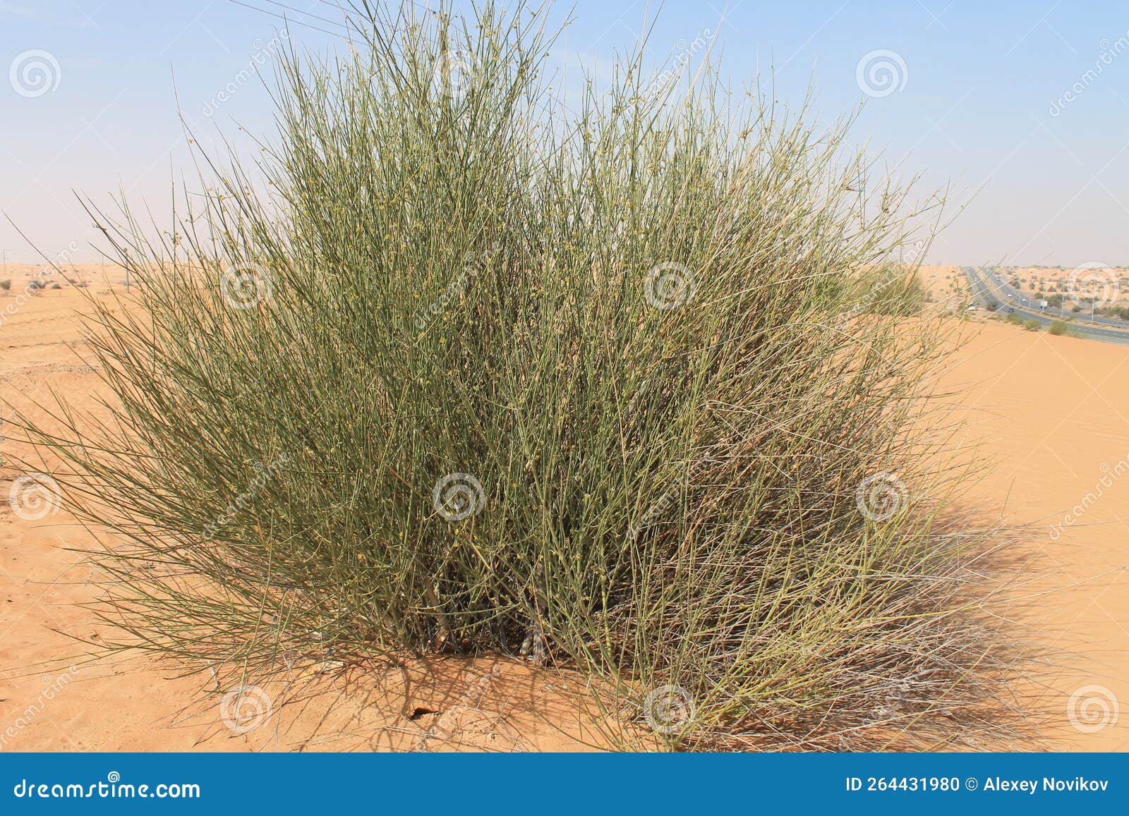 Desert bush stock photo. Image of flower, green, field - 264431980