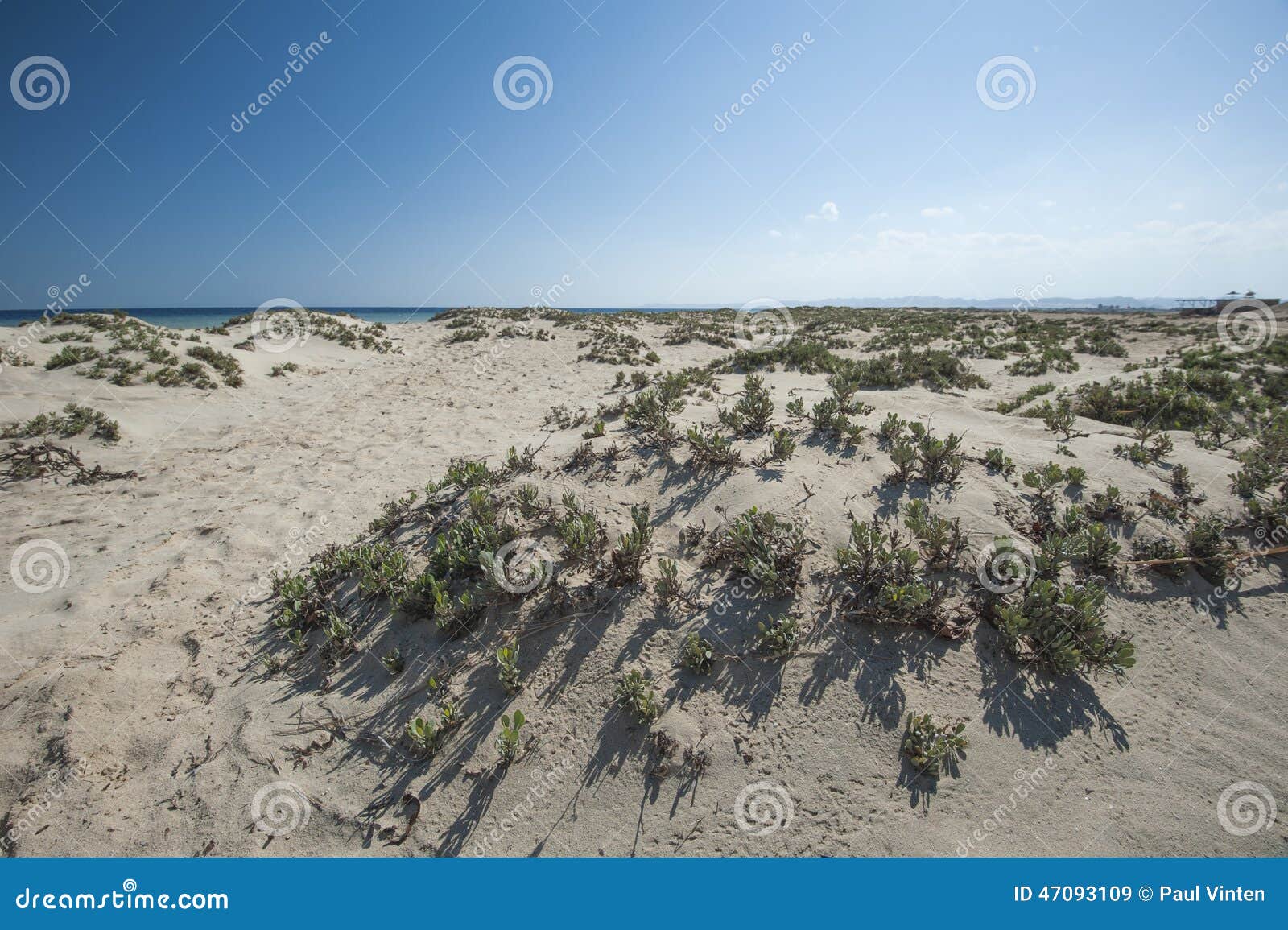 Desert Bushes on Coastal Sand Dune Stock Image - Image of nature, plant ...