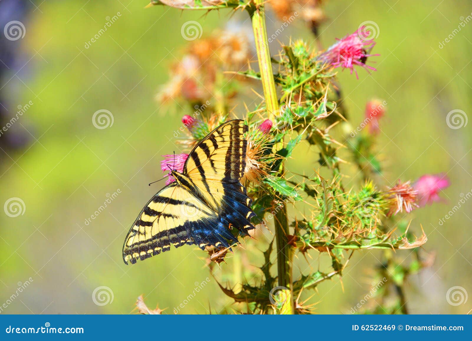 Desert butterfly stock image. Image of butterfly, colour - 62522469
