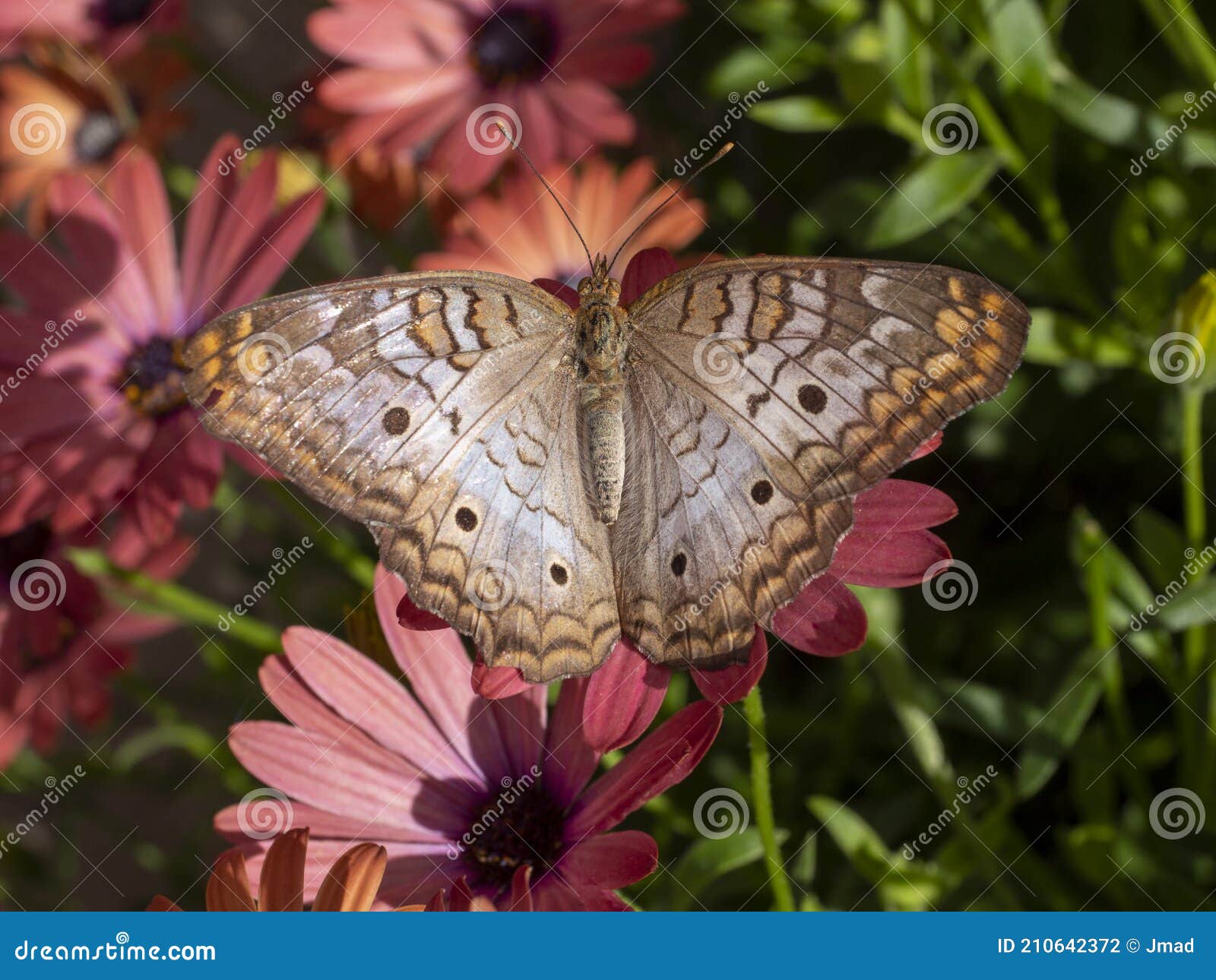 Butterfly Spreading Its Wings Sitting On Leaf Royalty-Free Stock ...