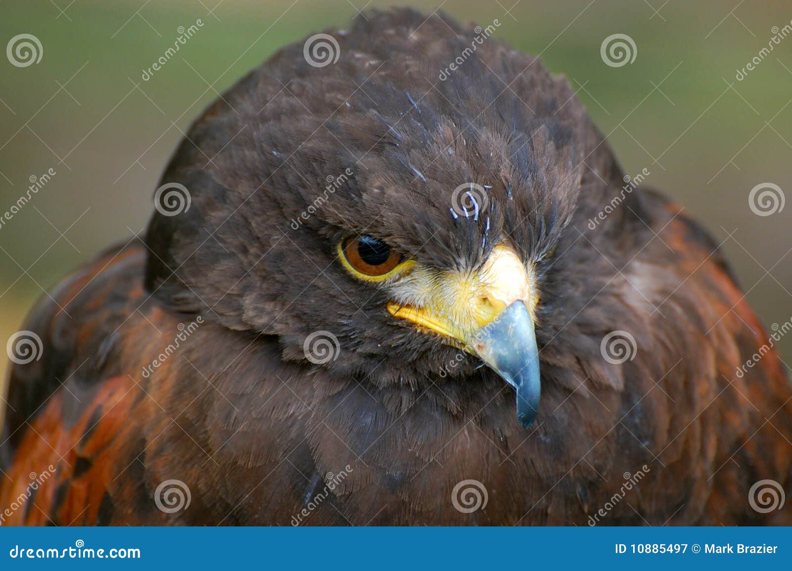 Desert buzzard stock image. Image of brown, buzzard, harris - 10885497