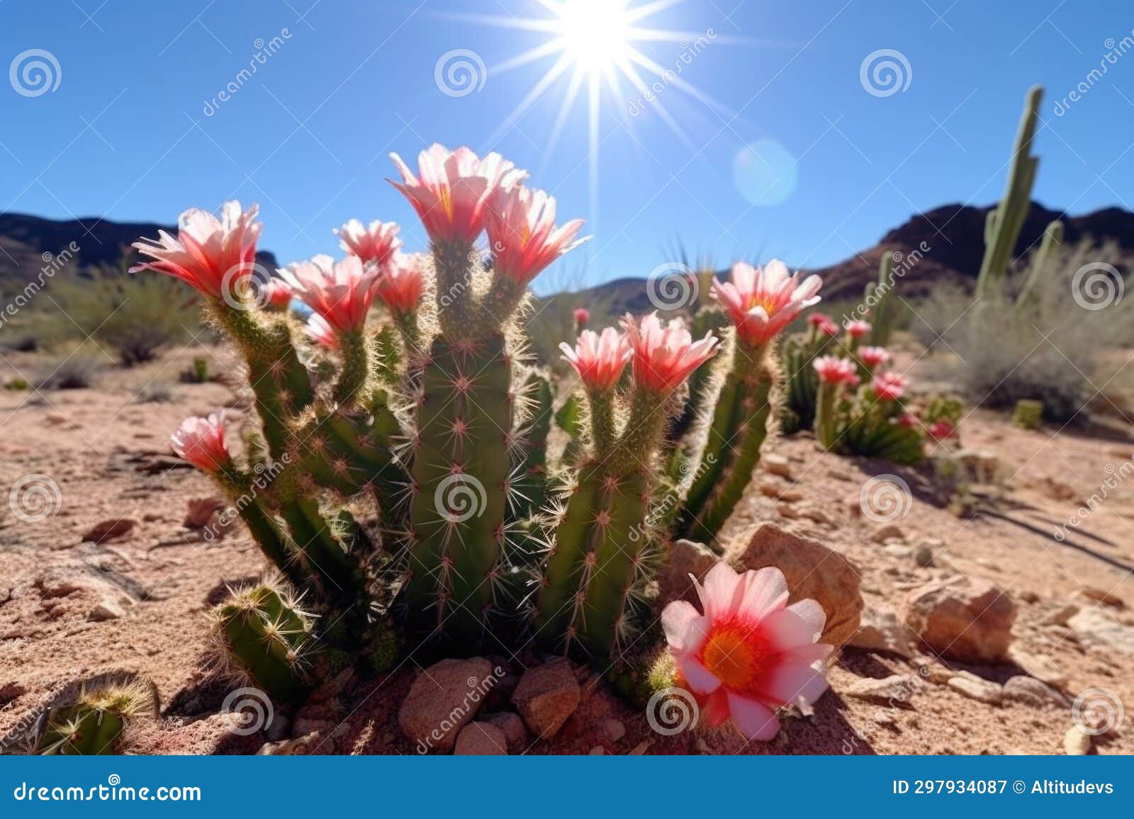 Desert Cacti in Full Bloom Under Sunlight Stock Image - Image of desert ...