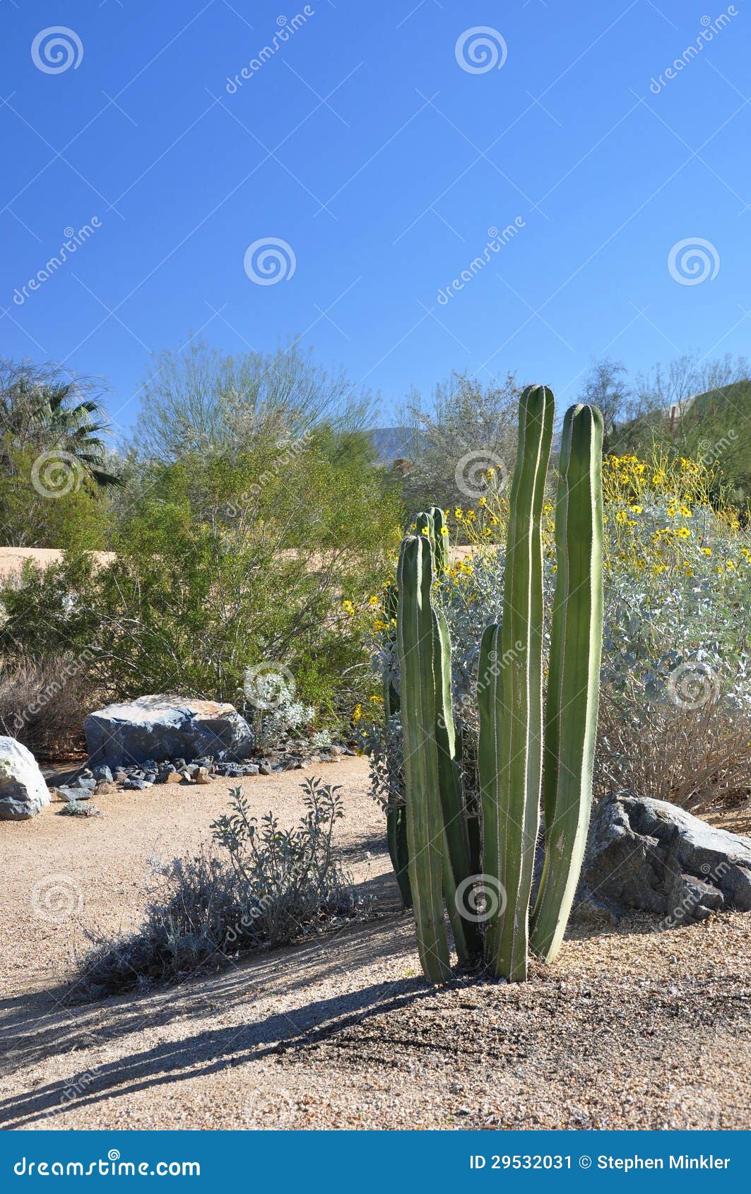 Desert cactus stock image. Image of desert, peaceful - 29532031