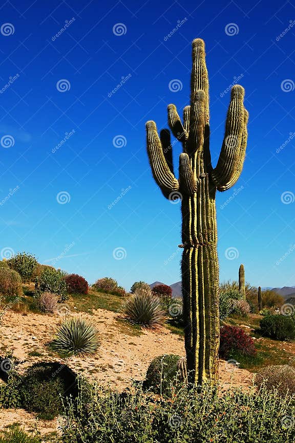 Desert Cactus stock photo. Image of southwestern, cactus - 4533290