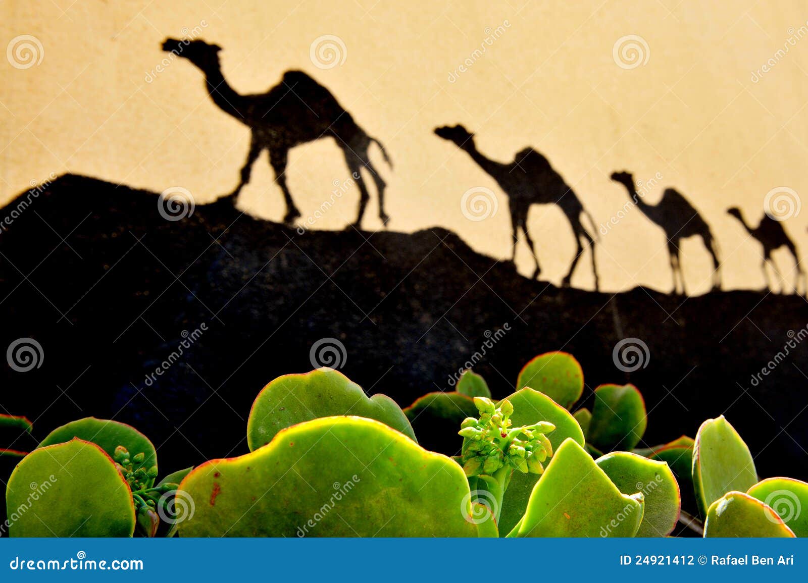 Desert Cactus and Camels stock photo. Image of desert - 24921412