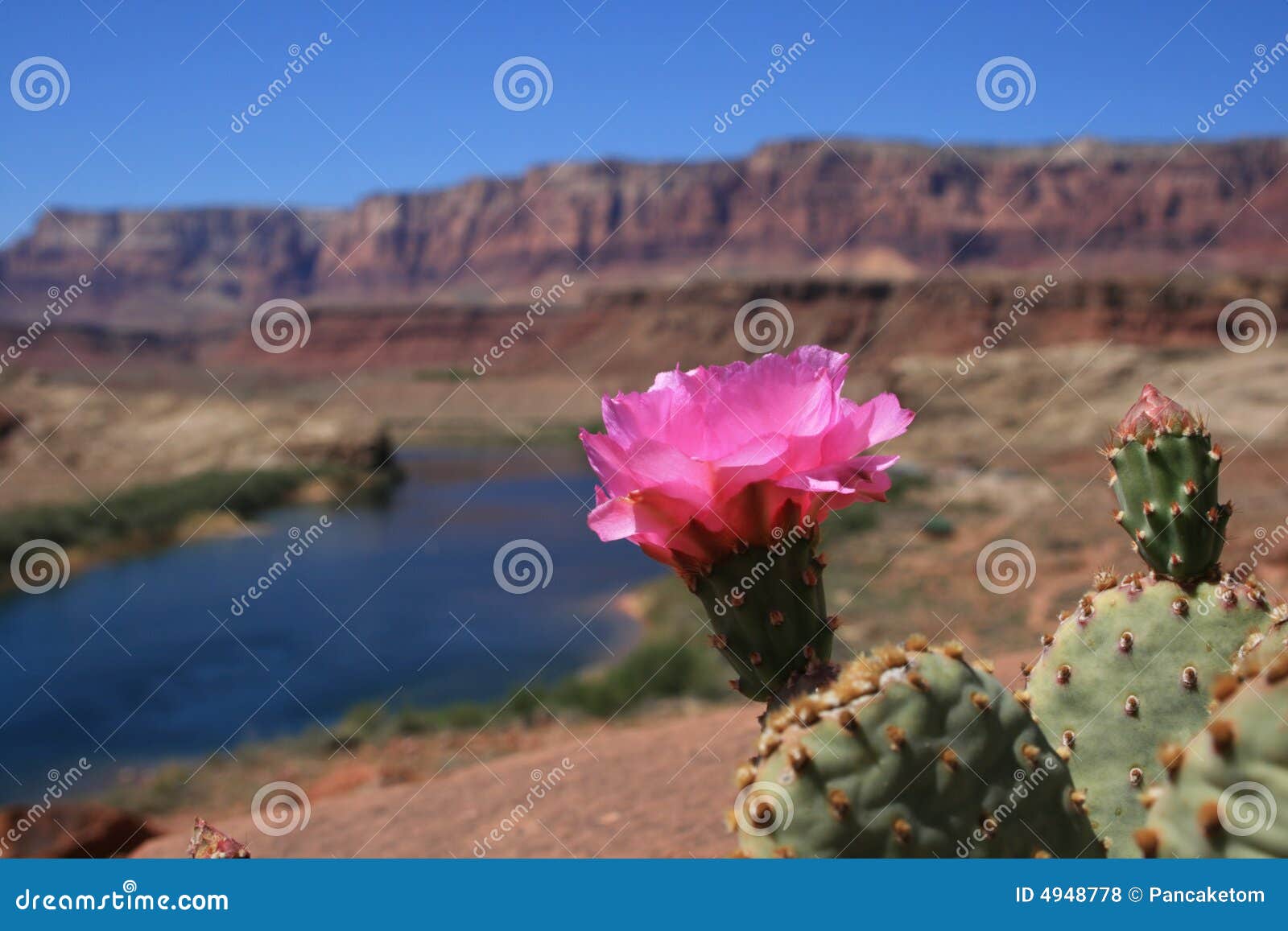 Desert Cactus Flower