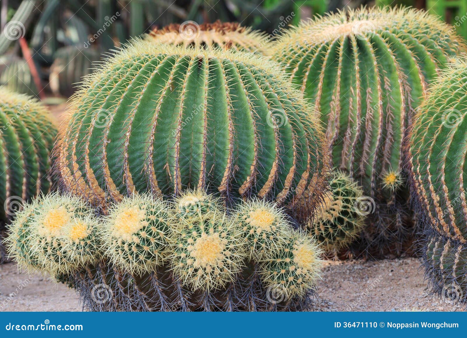 Desert cactus stock photo. Image of nature, ball, sand - 36471110
