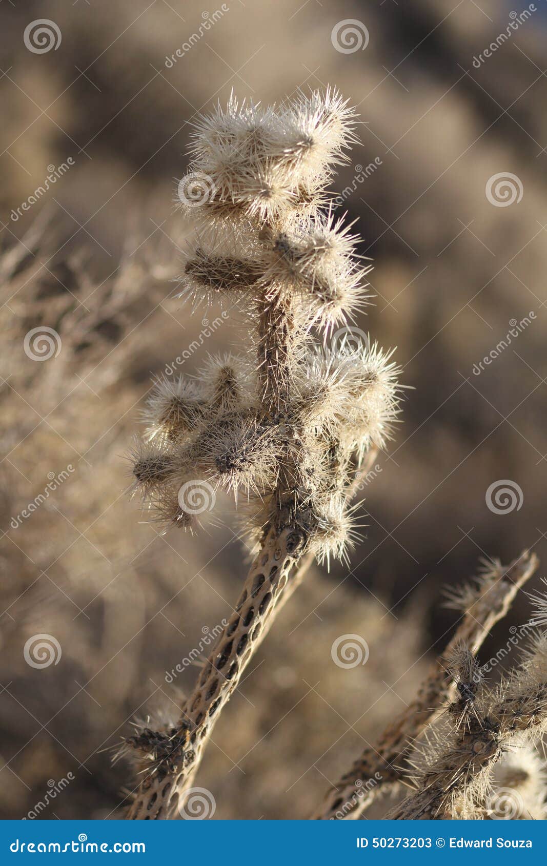 Desert cactus with holes stock image. Image of cactus - 50273203