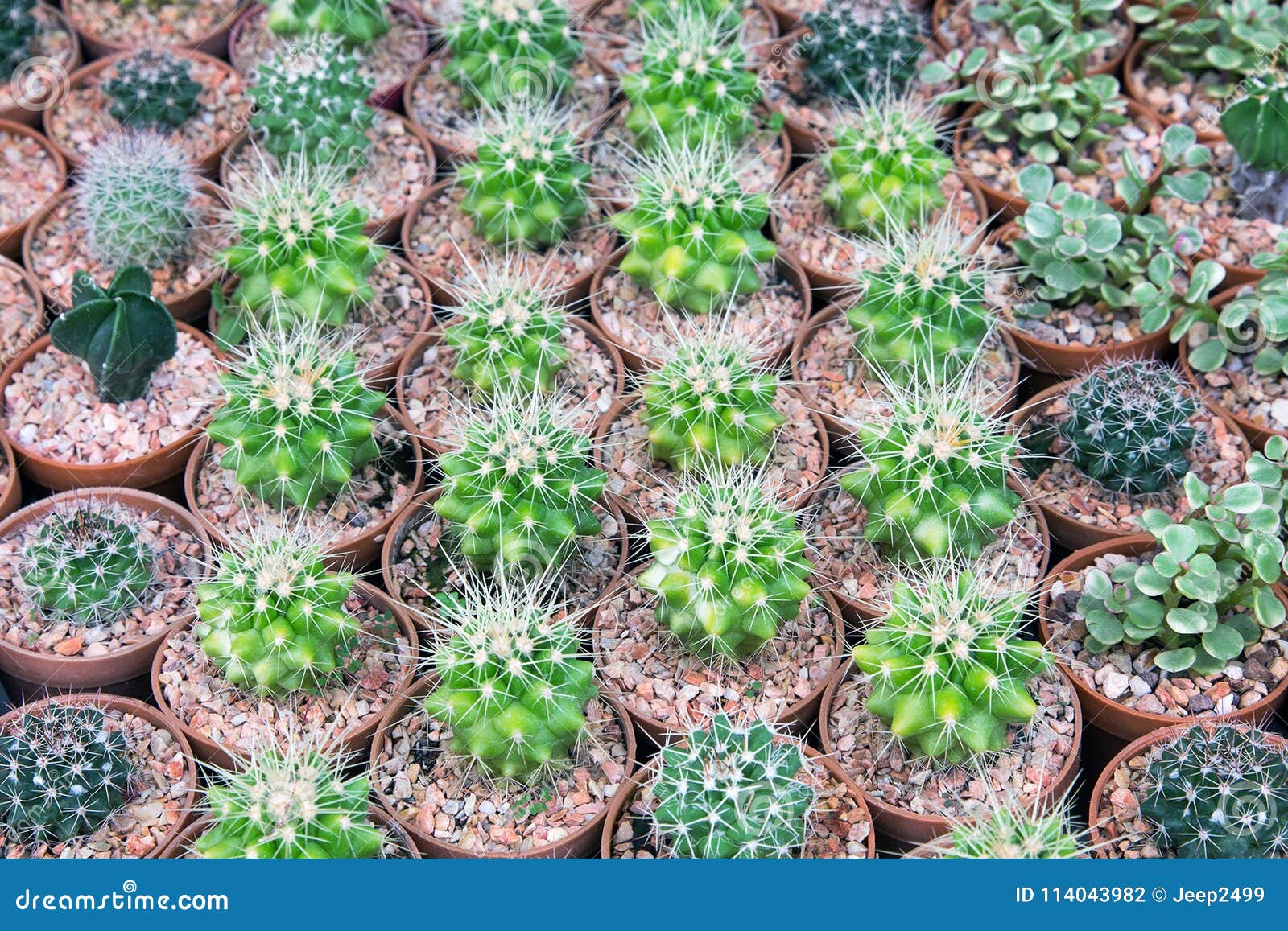 Desert Cactus Plant Species. Stock Photo - Image of macro, detail ...