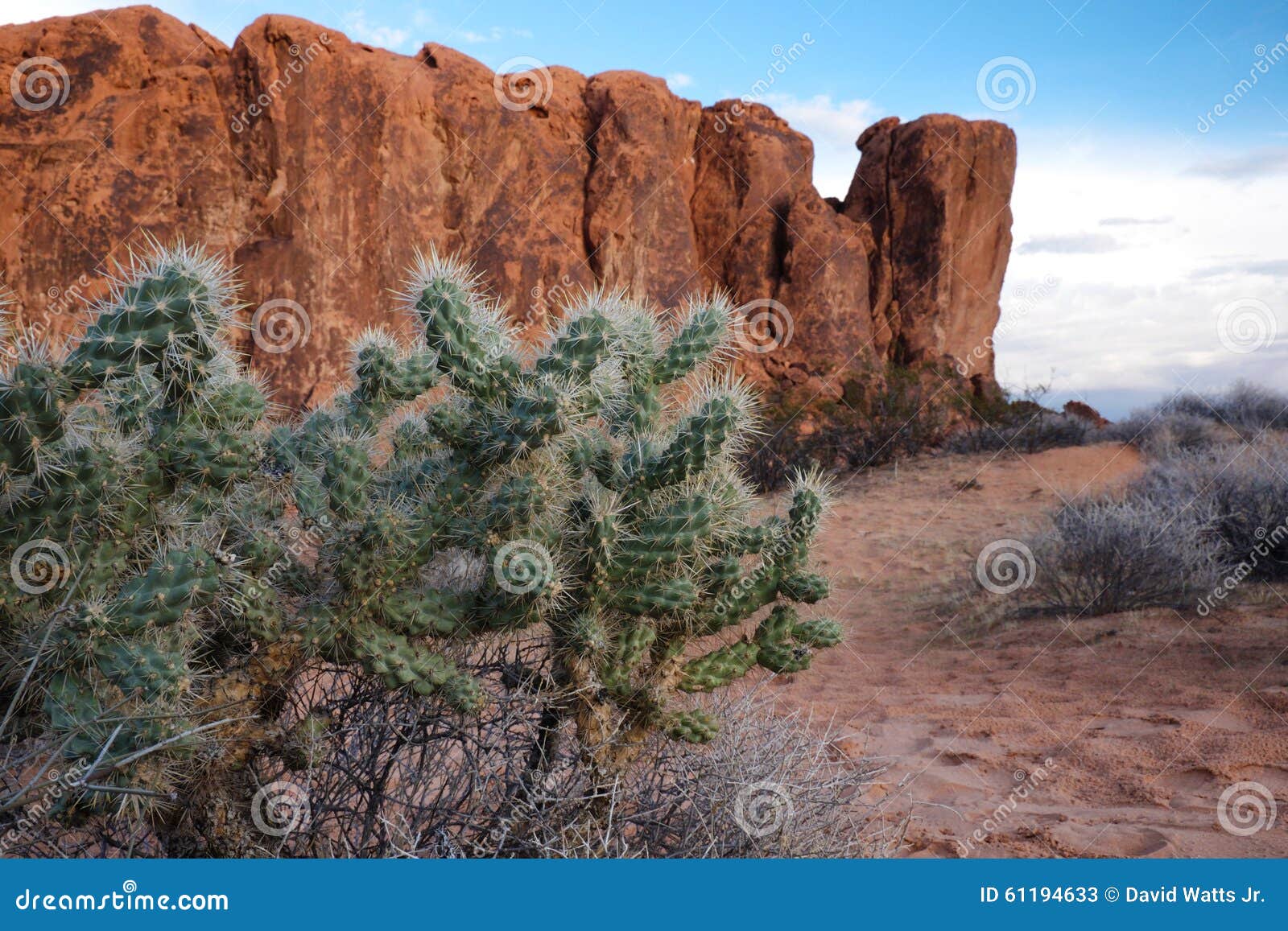 Desert Cactus stock image. Image of desert, nevada, park - 61194633