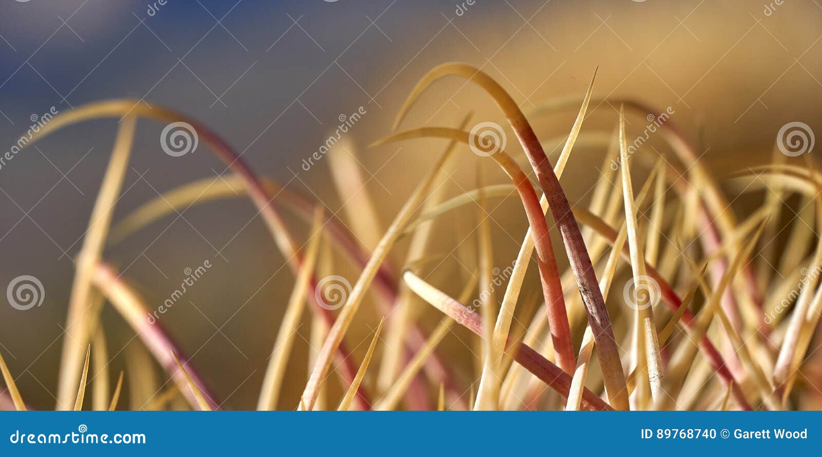 Desert cactus spikes stock photo. Image of cactus, spikes - 89768740