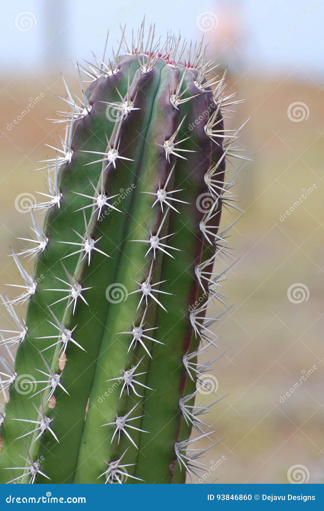 Desert Cactus with Thorns Running Along the Trunk Stock Photo - Image ...