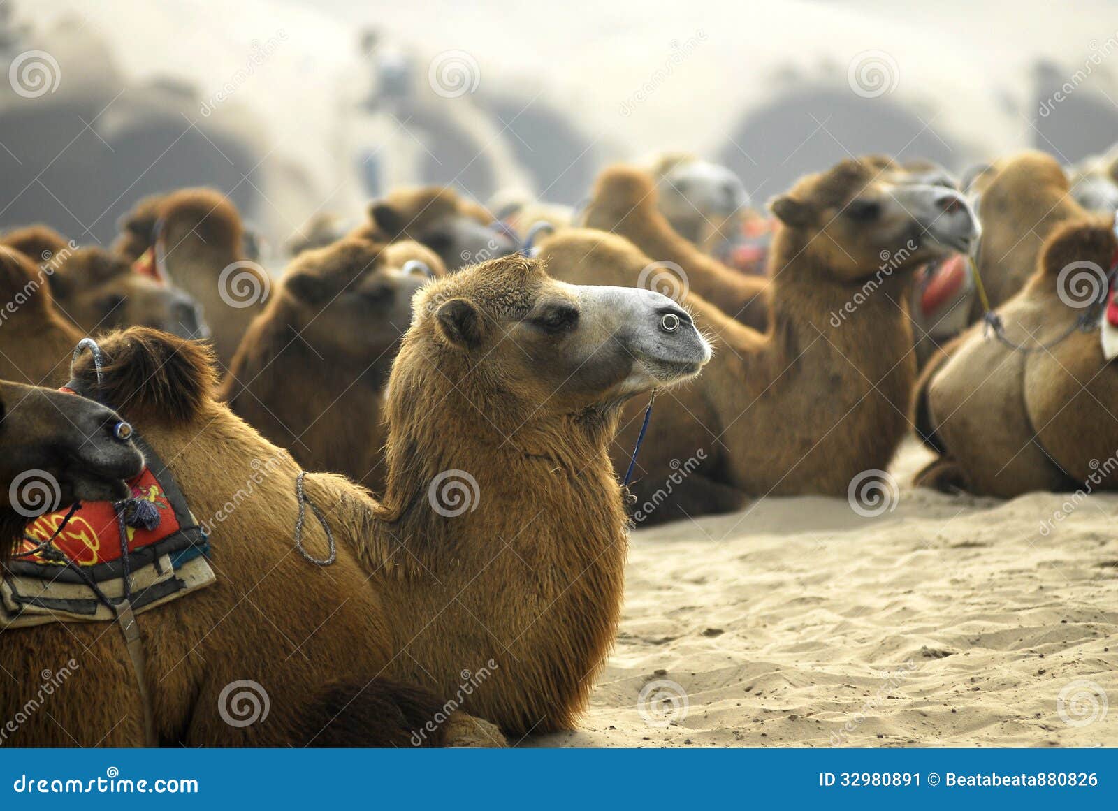 Desert camel stock image. Image of tools, animals, mongolia - 32980891
