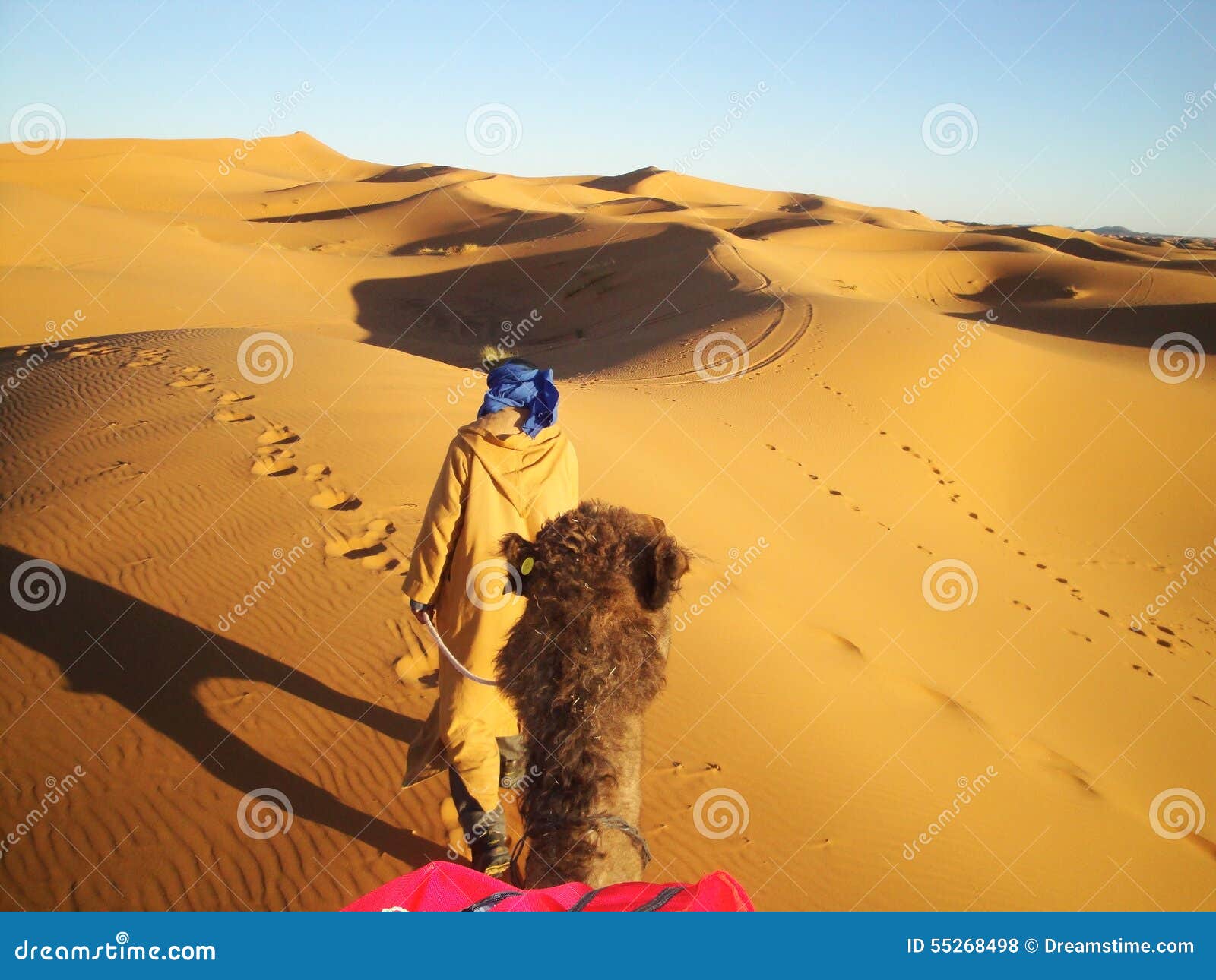 Desert from Camel Point of View Stock Photo - Image of camel, morocco ...