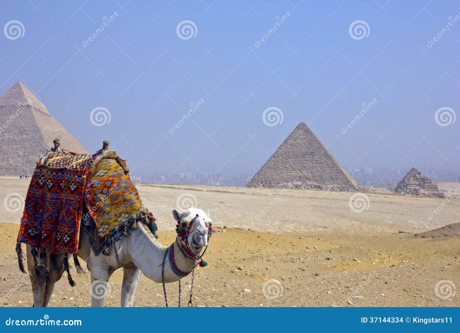 Desert camel and pyramids stock photo. Image of ancient - 37144334