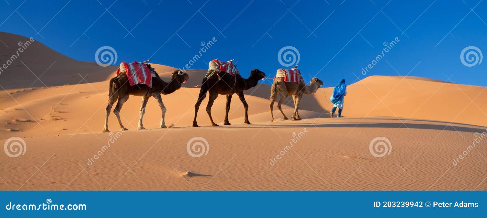 Camel Train In The Desert Outside Riyadh, Kingdom Of Saudi Arabia ...