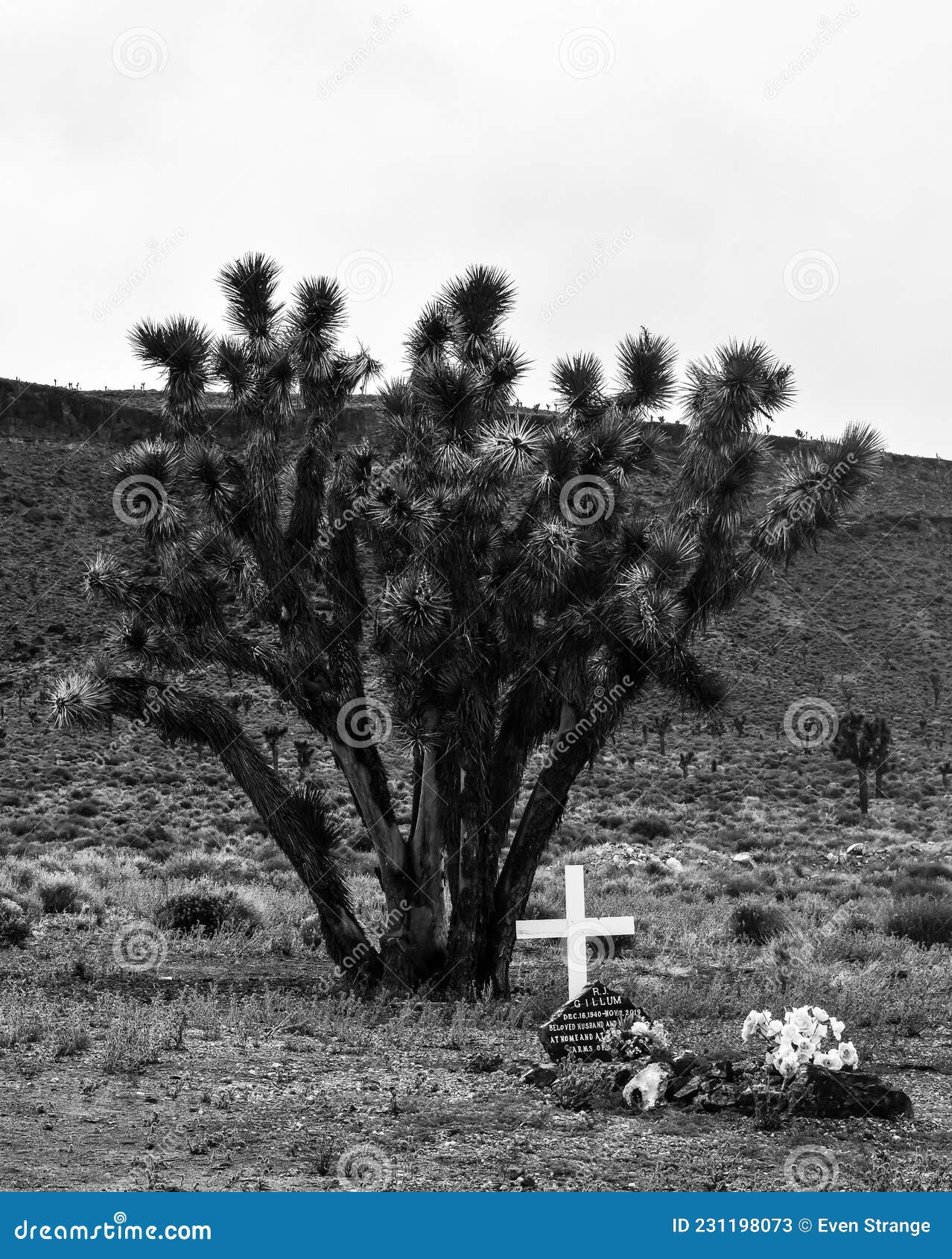 Desert cemeteries stock image. Image of plant, basic - 231198073