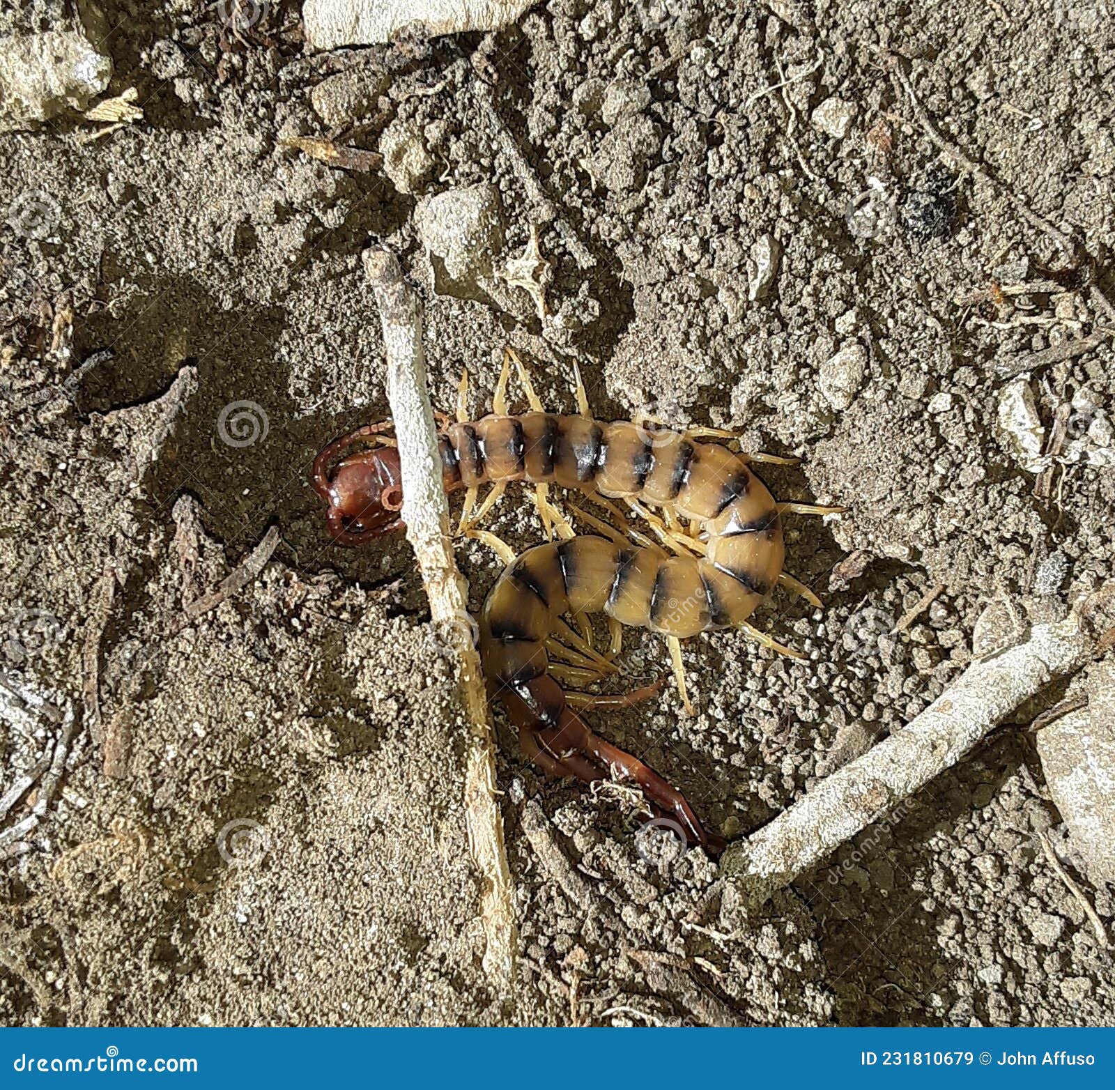 Desert Centipede stock image. Image of wildlife, arthropod - 231810679