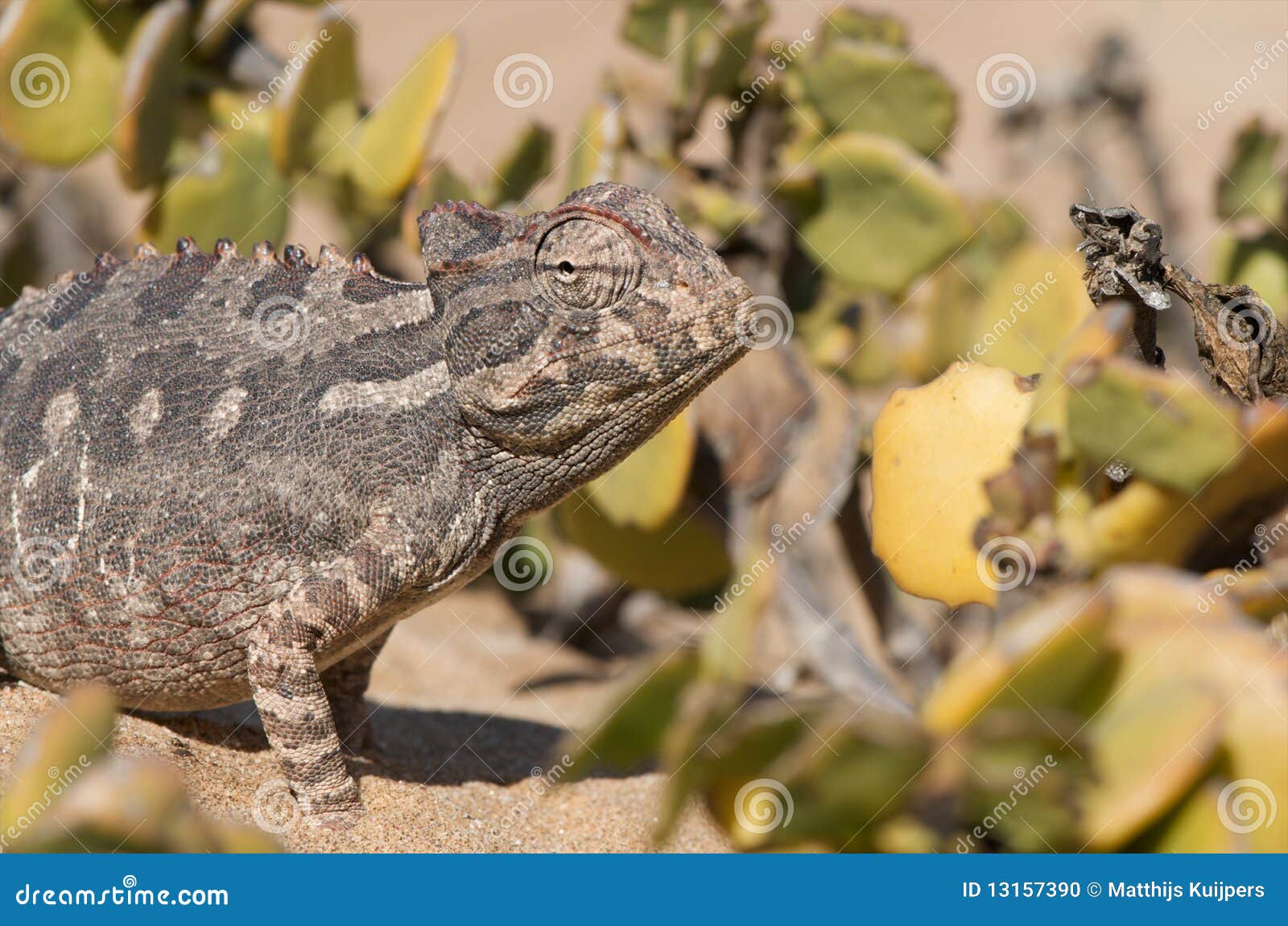 Desert chameleon stock photo. Image of lizard, wildlife - 13157390