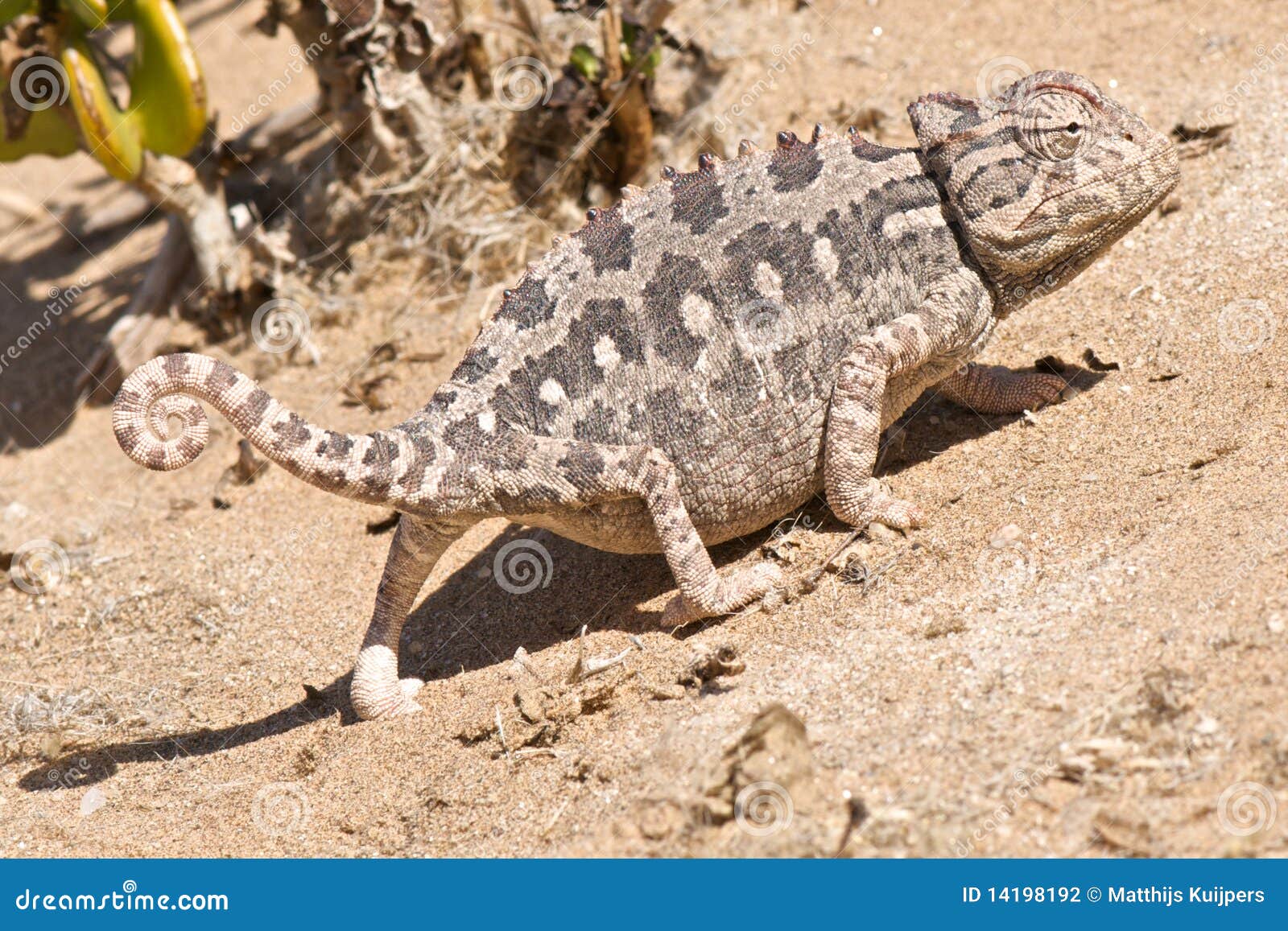 Sahara Desert Lizards