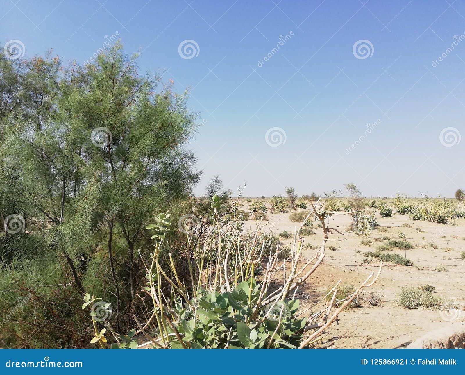 Desert stock image. Image of rohi, wilds, desert, pakistan - 125866921