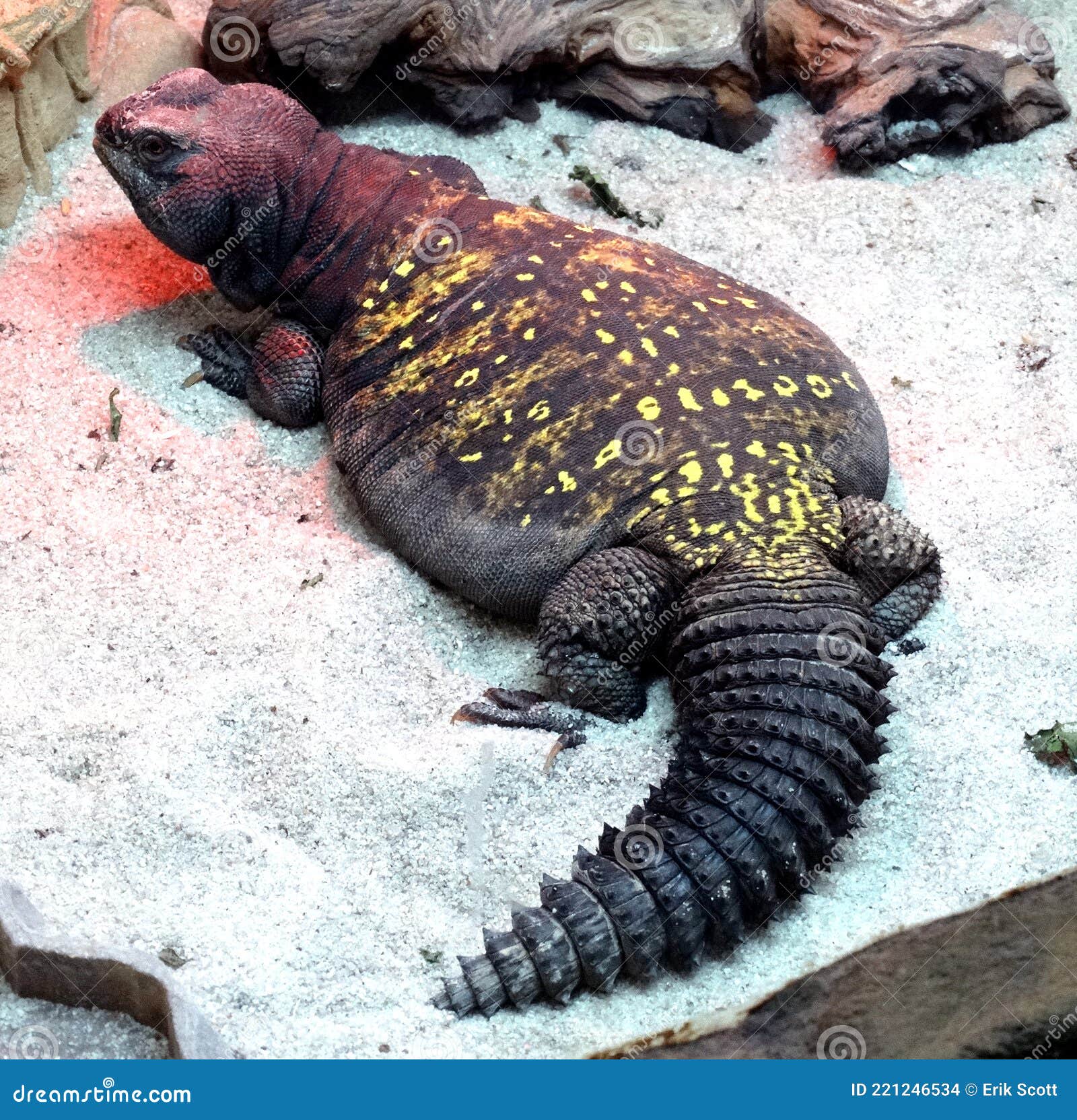 Desert chuckwalla lizard stock photo. Image of reptile - 221246534