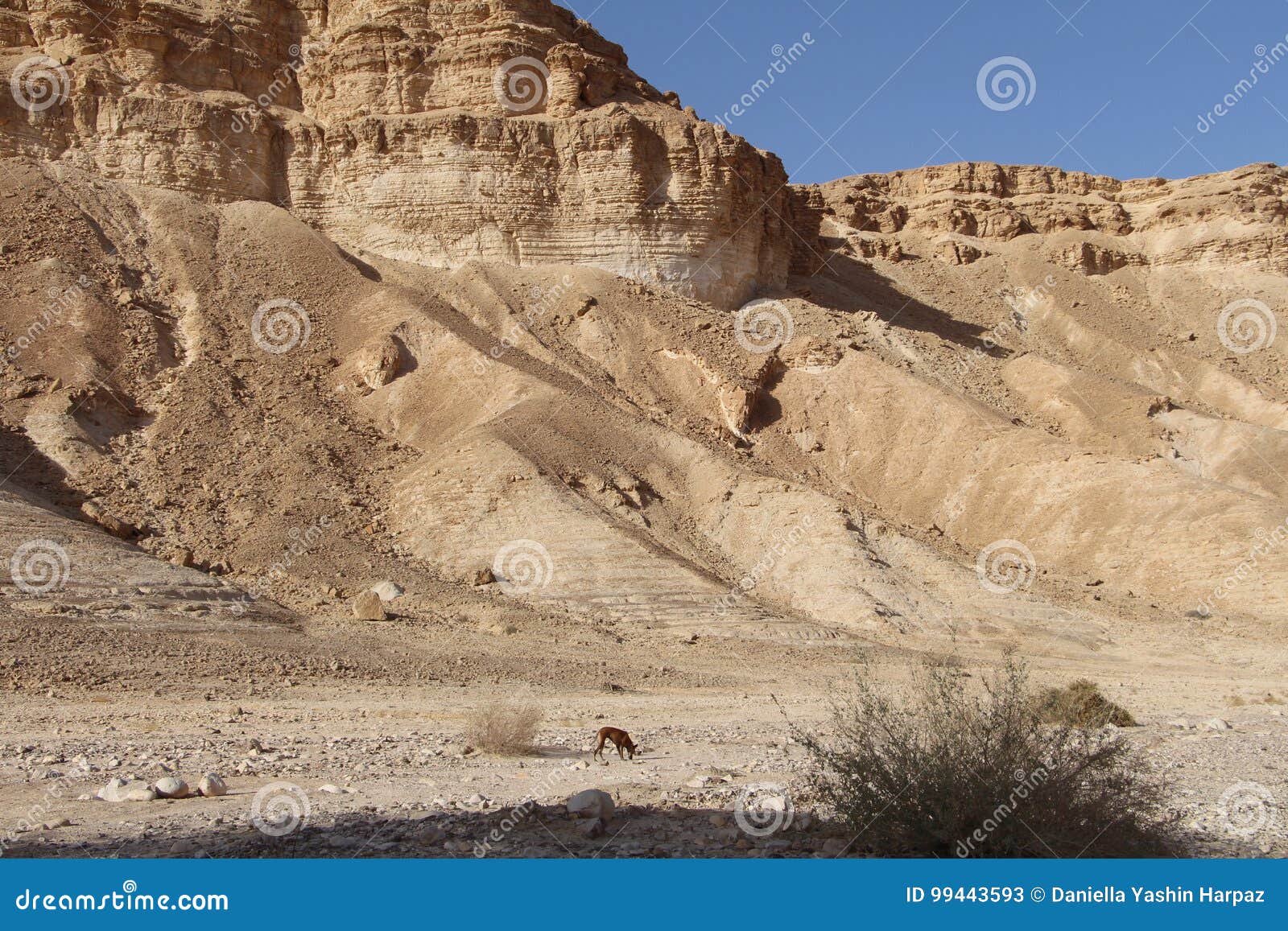Desert Cliffs stock image. Image of vaction, botch, tzukim - 99443593