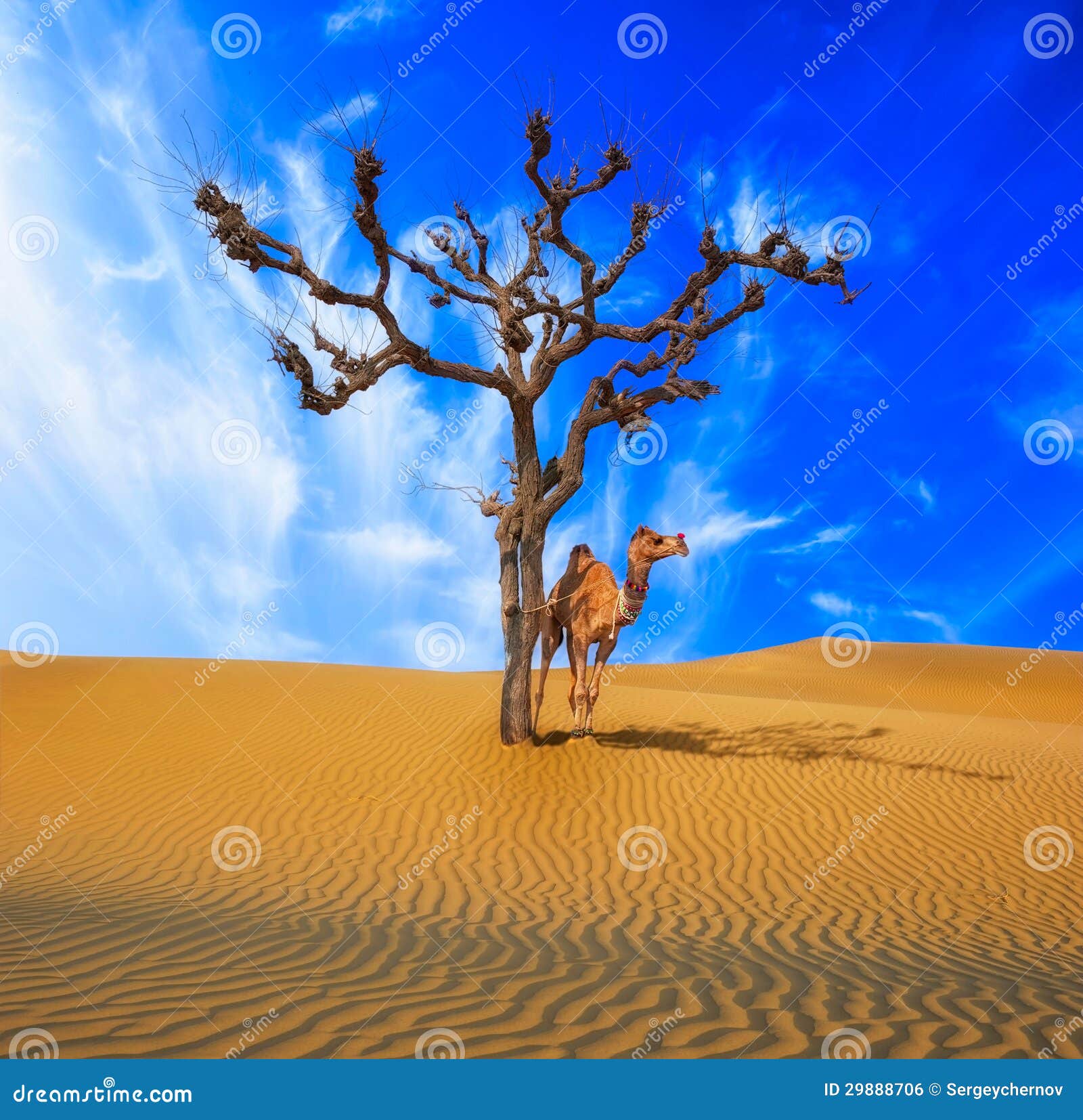 155 Camel Book Stock Photos - Free & Royalty-Free Stock Photos from ...