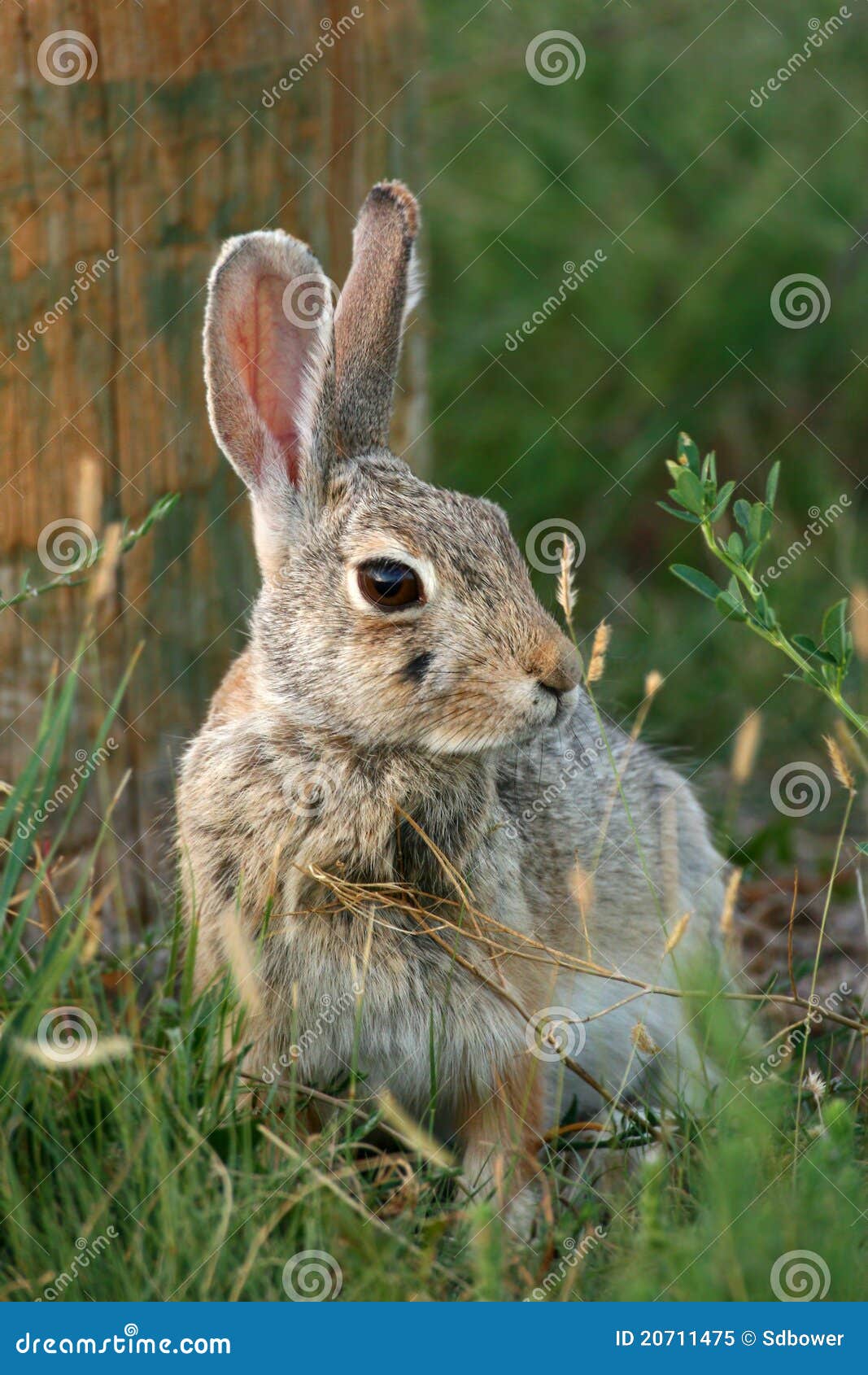 Desert Cottontail Rabbit stock image. Image of young - 20711475