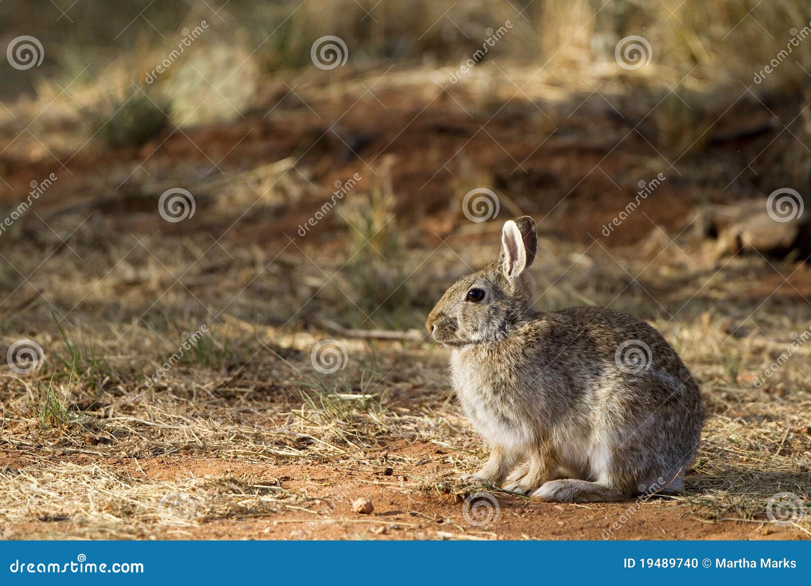Desert Cottontail, Sylvilagus Audubonii Stock Photo - Image of rabbit ...