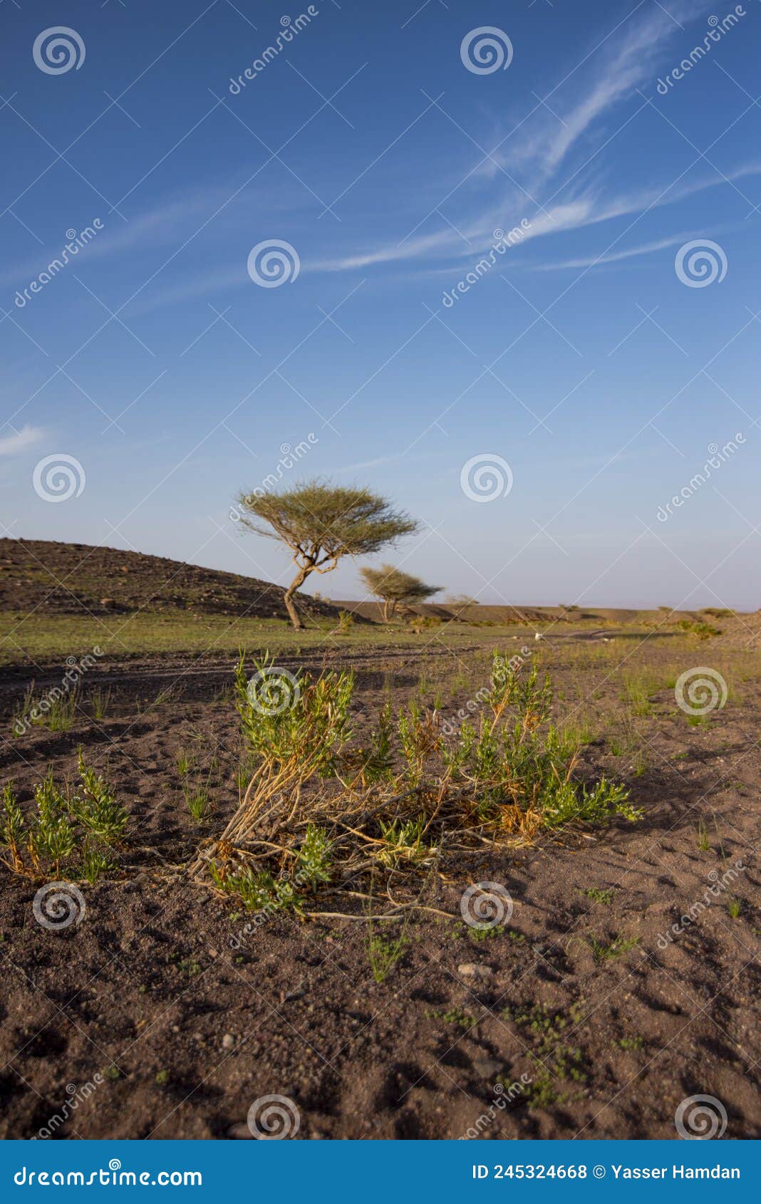 Samar and Harmal stock photo. Image of covered, harmal - 245324668